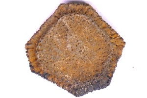 Holmesina flordanus pliocene florida river deposit Florida, USA
