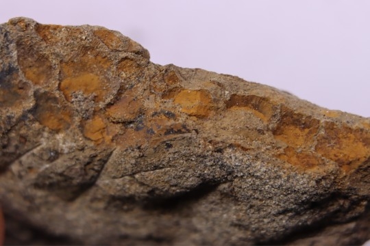 skin impression dinosaur hadrosaure : edmontosaure