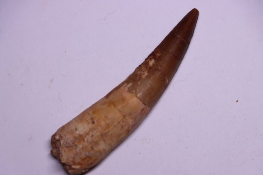 dinosaur TOOTH - SPINOSAURUS AEGYPTIACUS