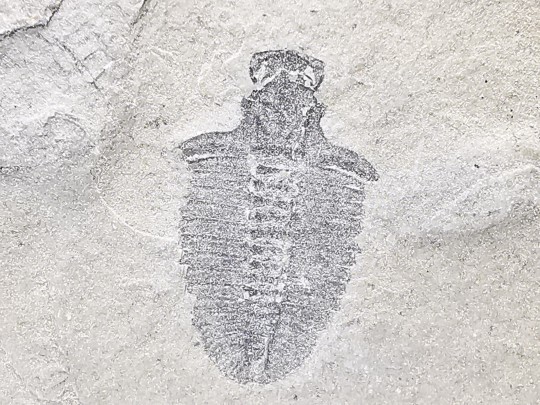 Trilobite Bathyriscus fimbritus - middle Cambrian, Utah, USA