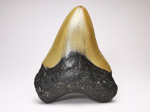 shark teeth: Carcharodon megalodon - Miocene (USA)