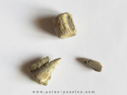 reptile tooth: RUTIODON RUETIMEYERI (4)