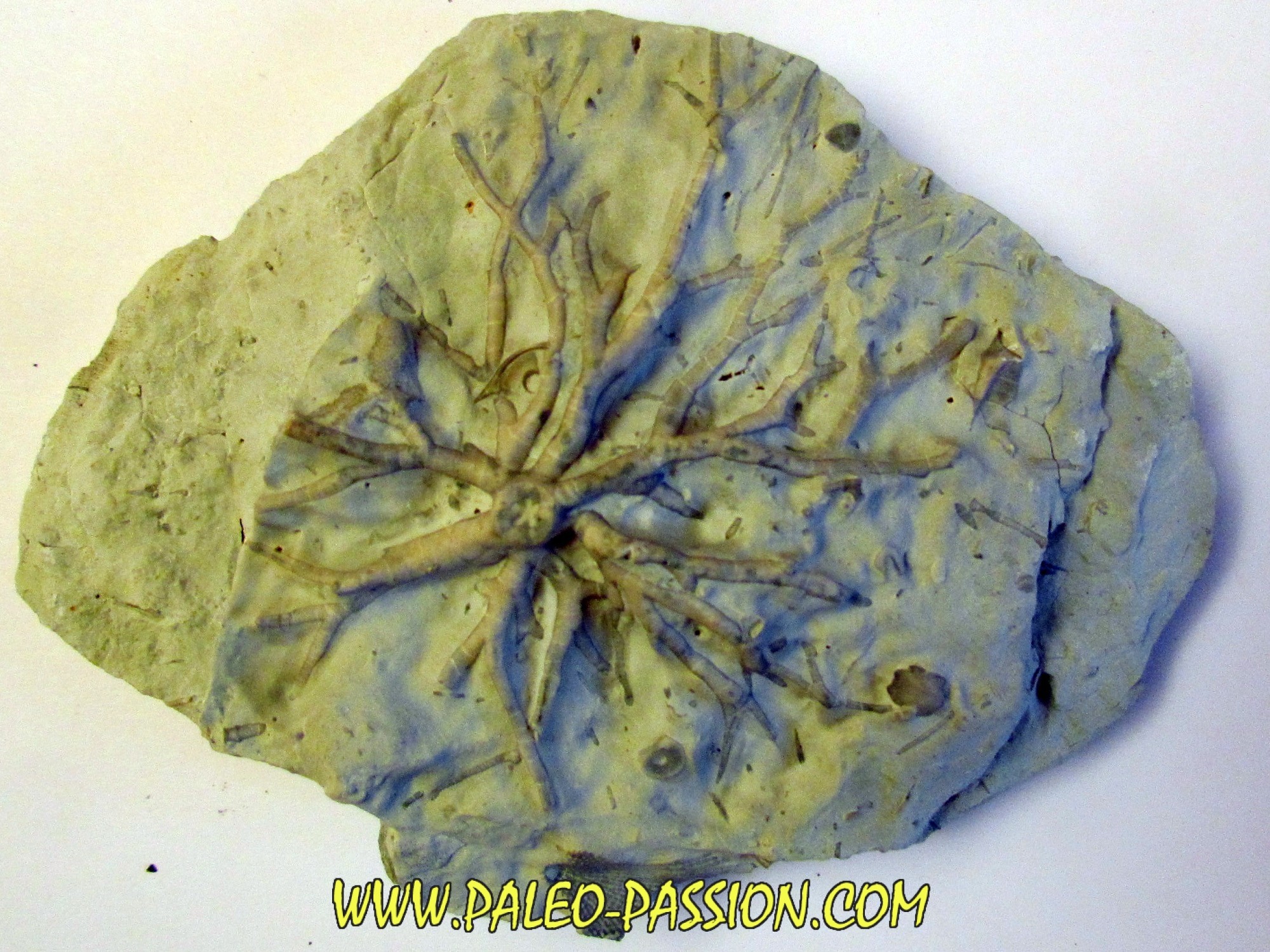 Eucalyptocrinus crassus (1) - Paleo-Passion