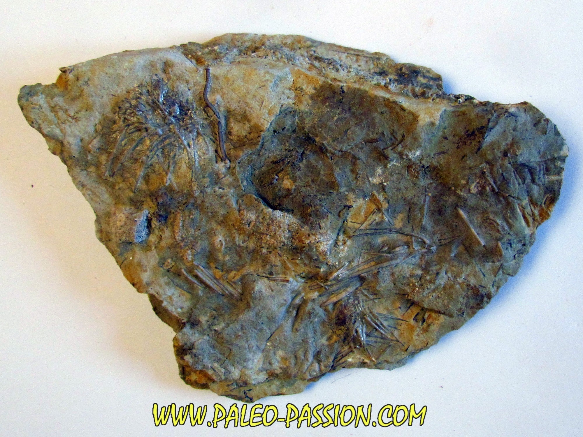 ARCHAEOCIDARIS ALIQUANTULA (1) - Paleo-Passion