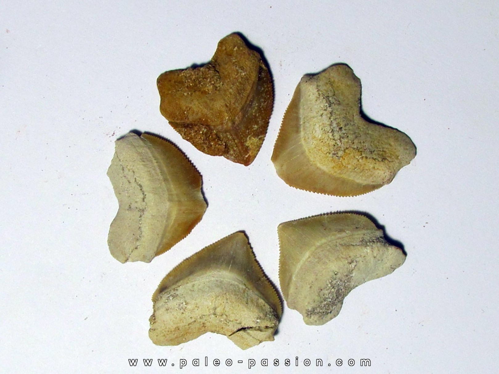 shark teeth: CARCHARODON MEGALODON