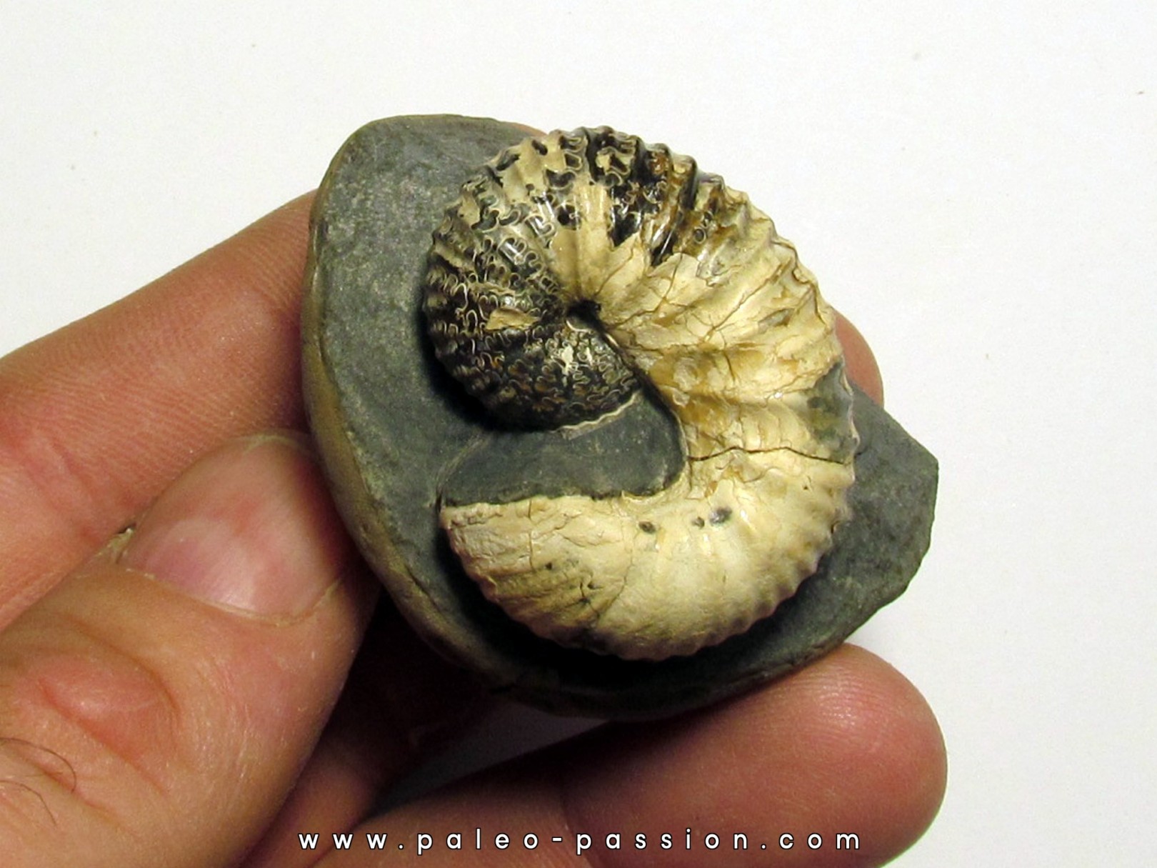 SCAPHITES CARLILENSIS