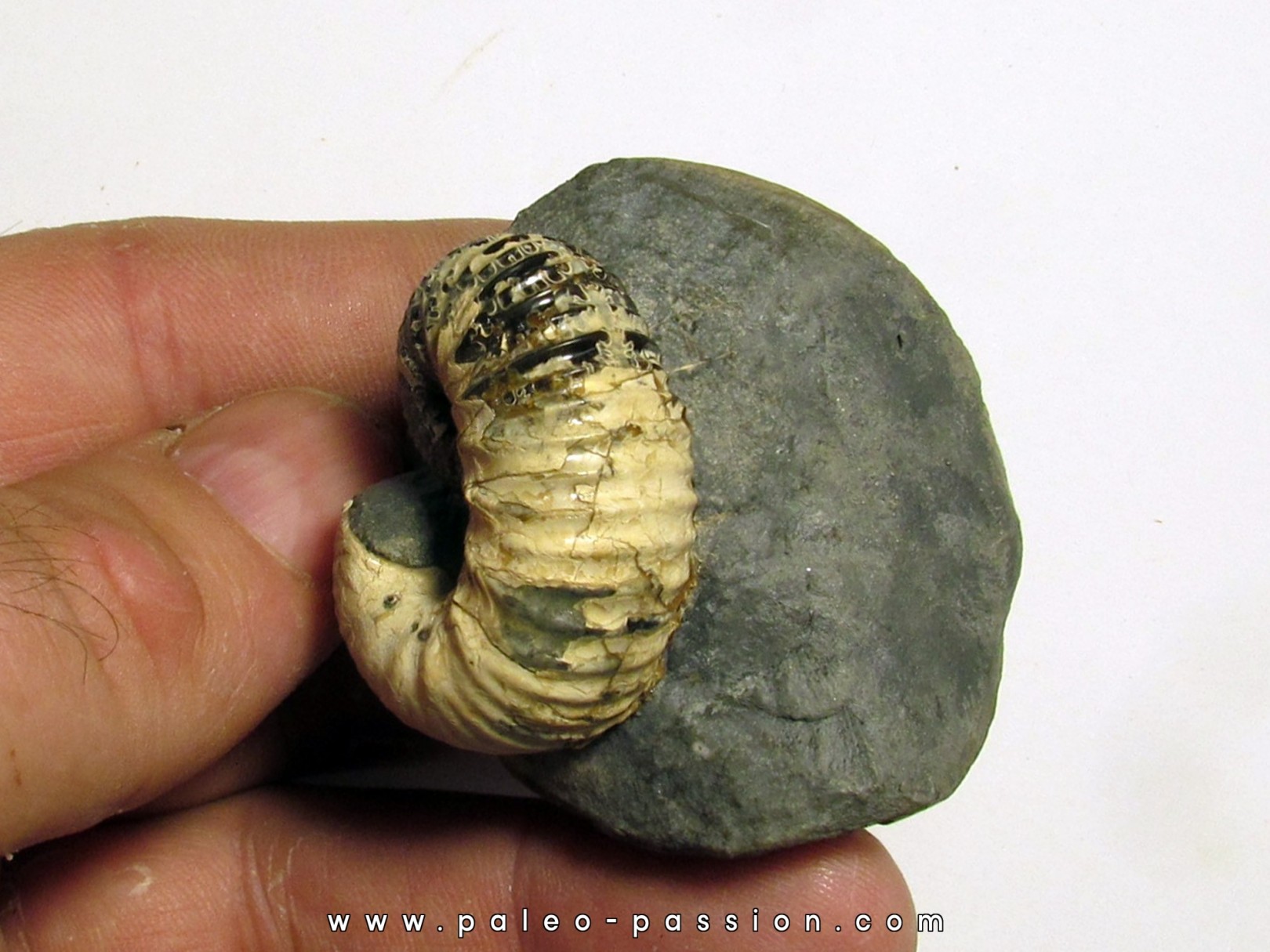 SCAPHITES CARLILENSIS