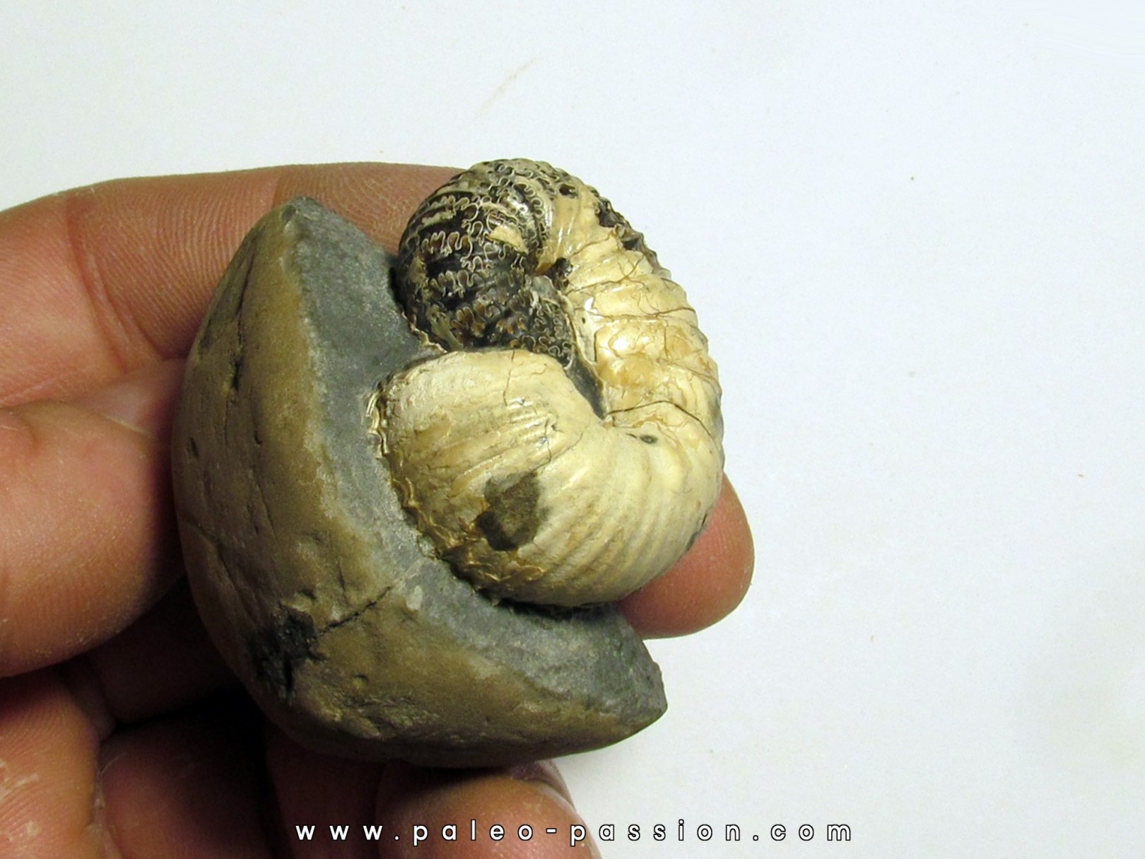 SCAPHITES CARLILENSIS