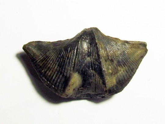 CYRTOSPIRIFER VERNEUILLI and spirorbis sp. (5)