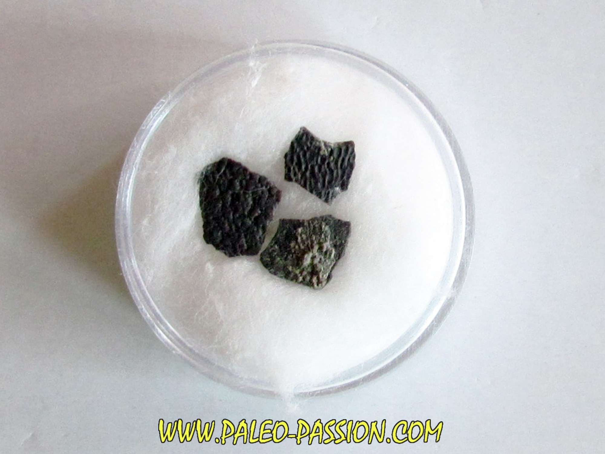 dinosaur maiasaura egg shell (3) - Paleo-Passion