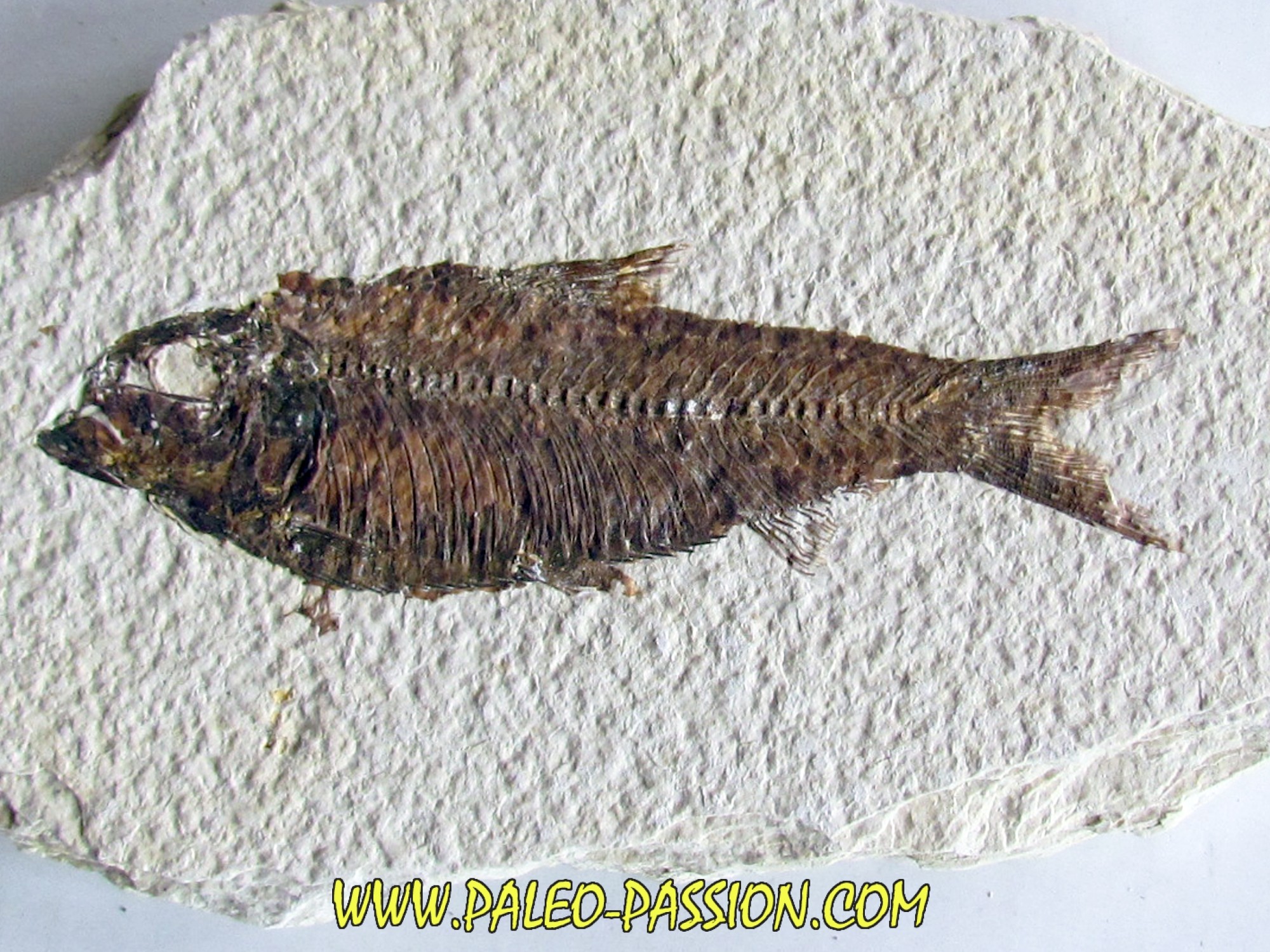 KNIGHTIA EOCAENA (20) - Paleo-Passion