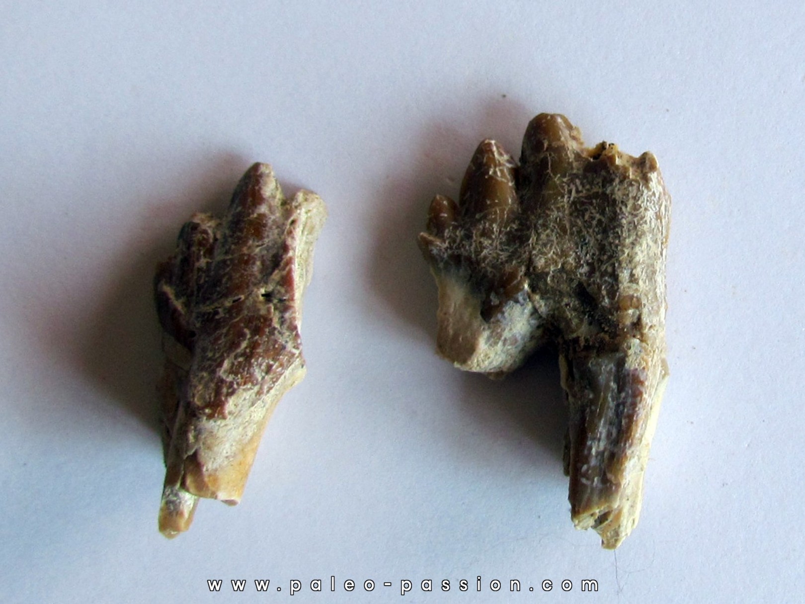 BASILOSAURUS teeth (4)