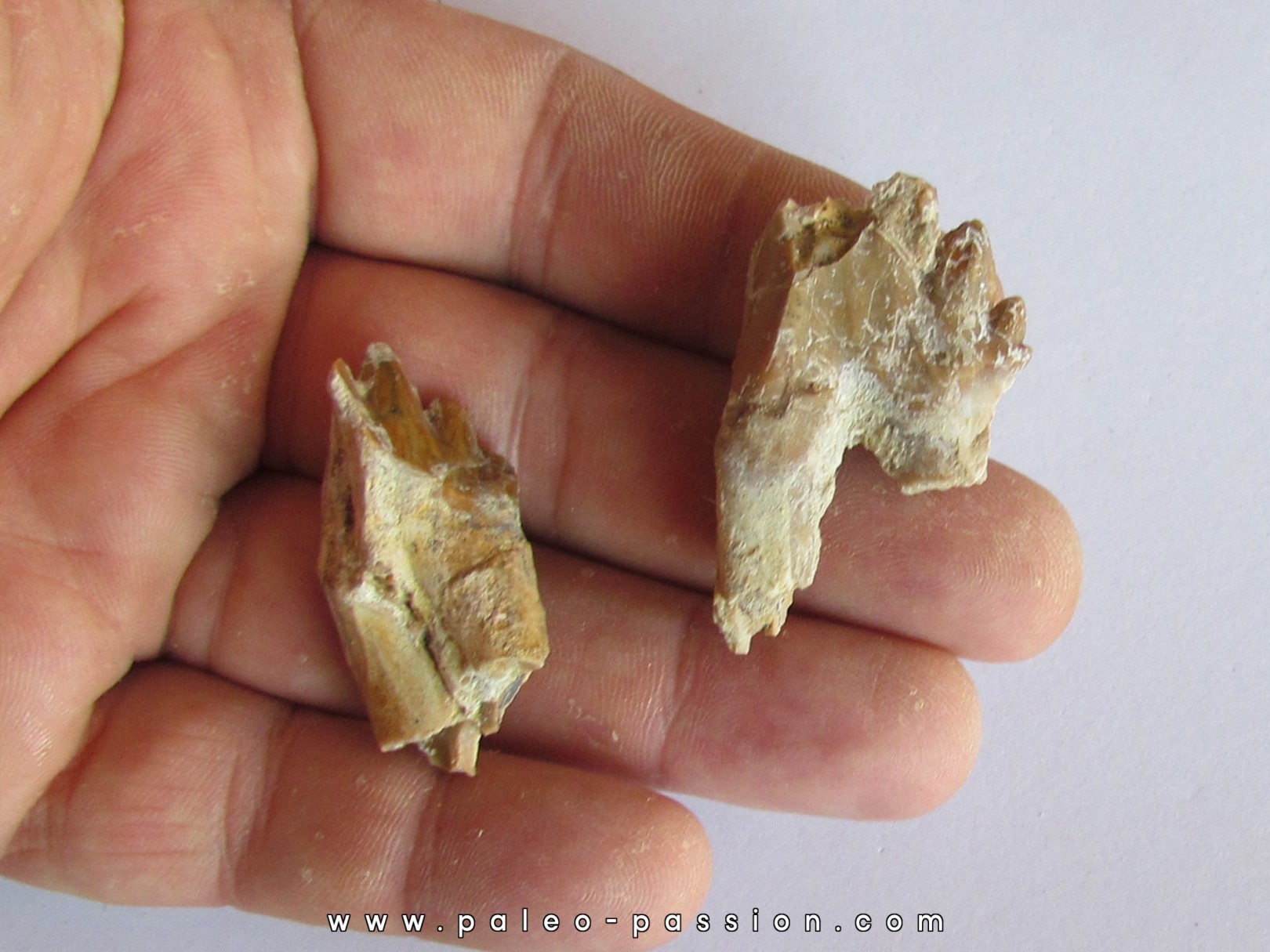 BASILOSAURUS teeth (4)
