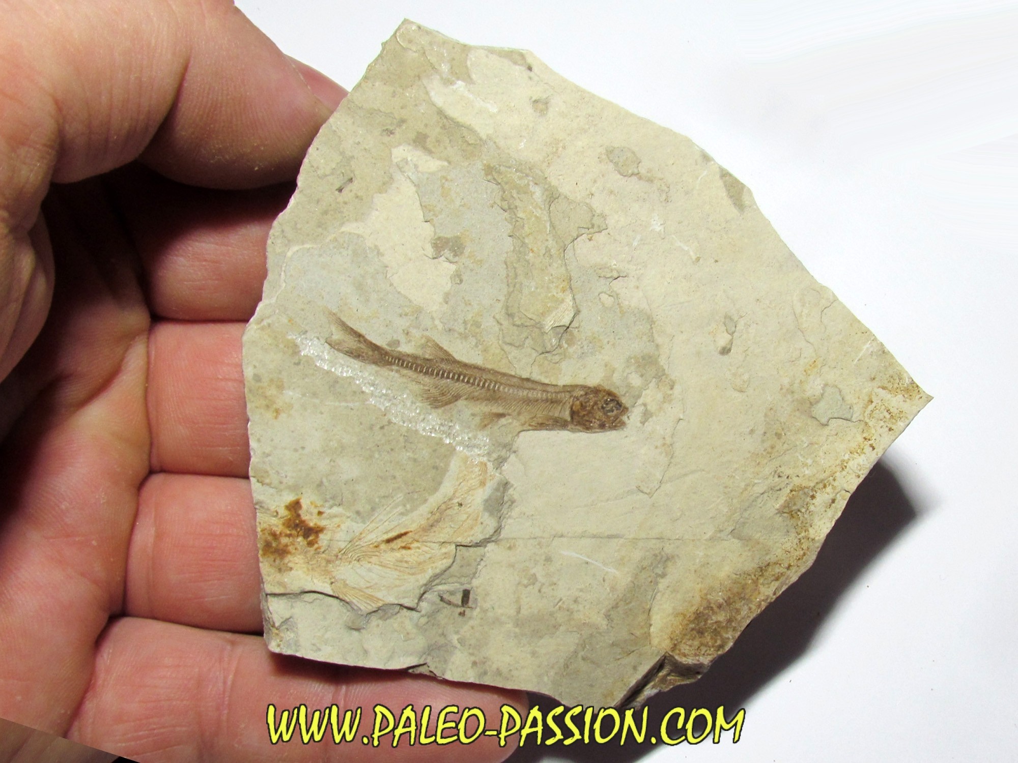 LYCOPTERA DAVIDII (5) - Paleo-Passion