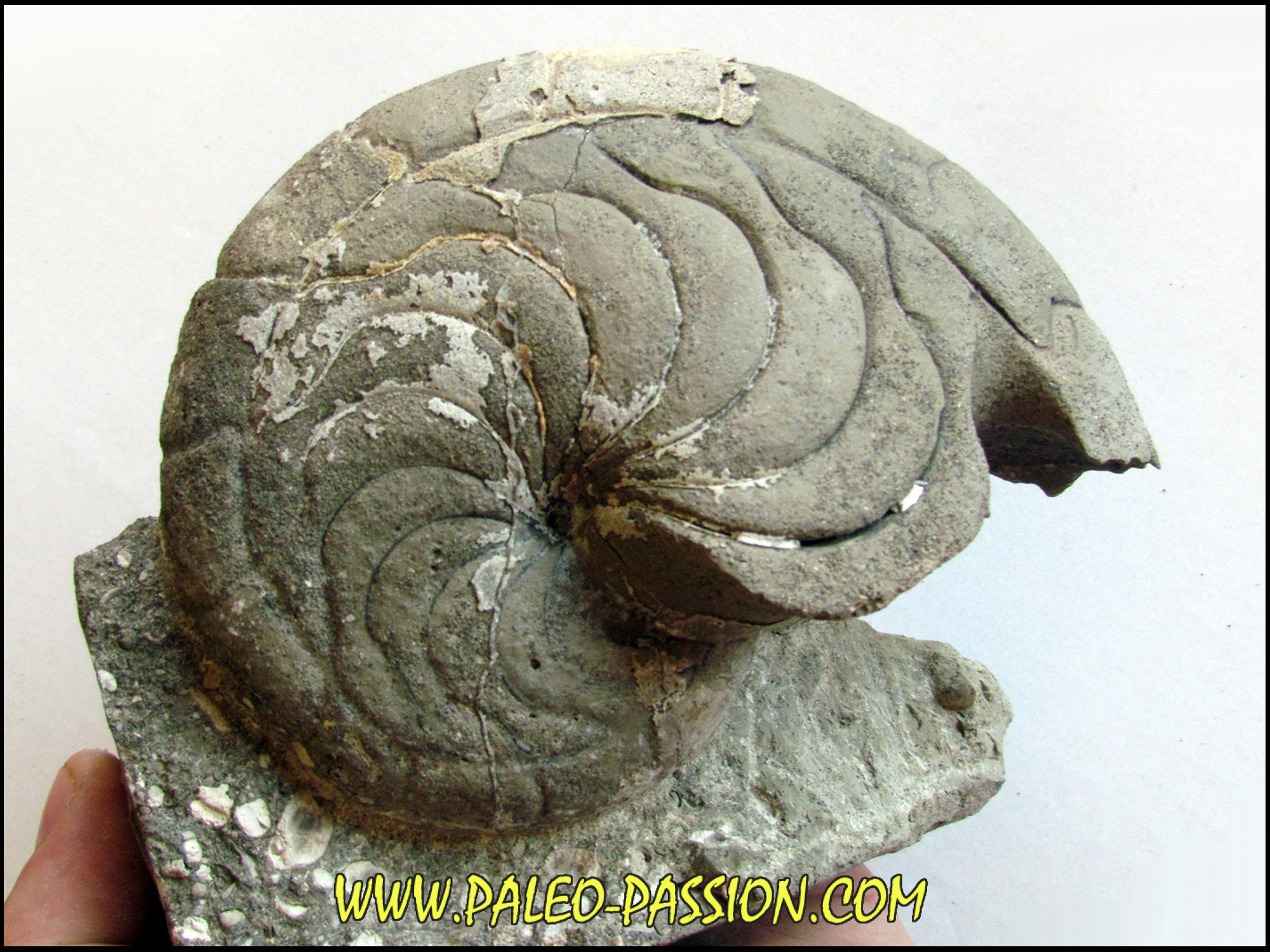 aturia nov sp. (4) - Paleo-Passion