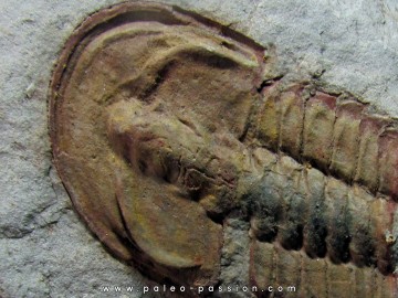 Choubertella spinosa