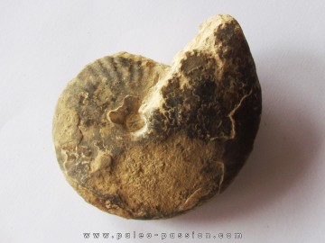 Thomasites Rollandi (1)