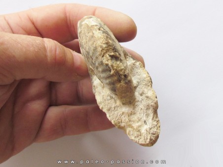 Thomasites Rollandi (1)