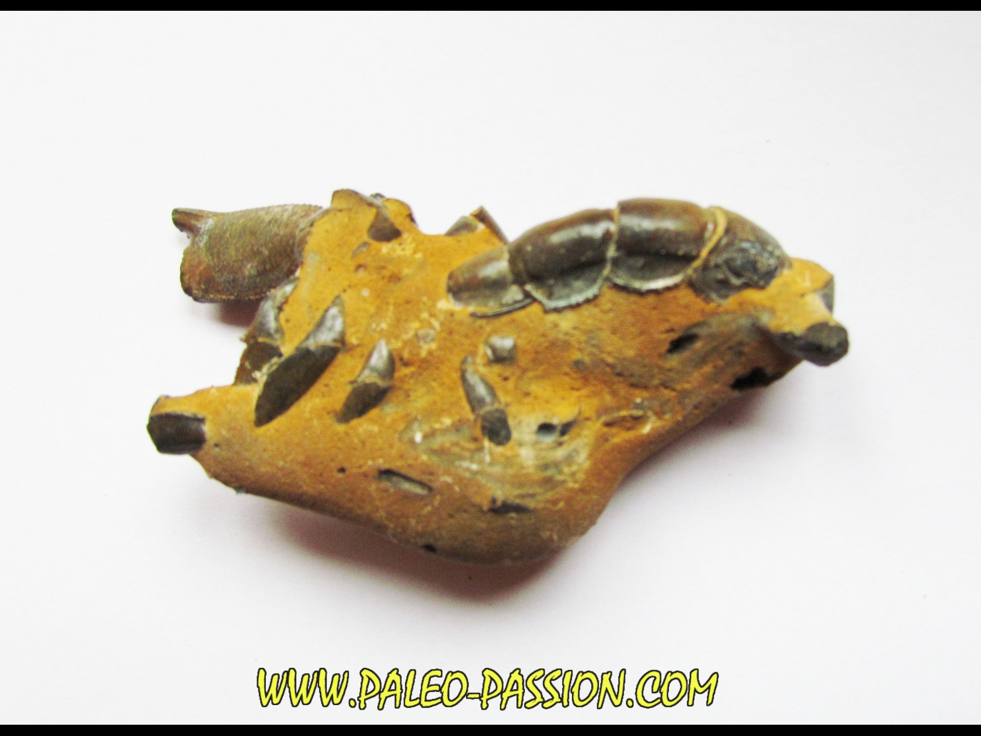 THALASSINA ANOMALA - Paleo-Passion