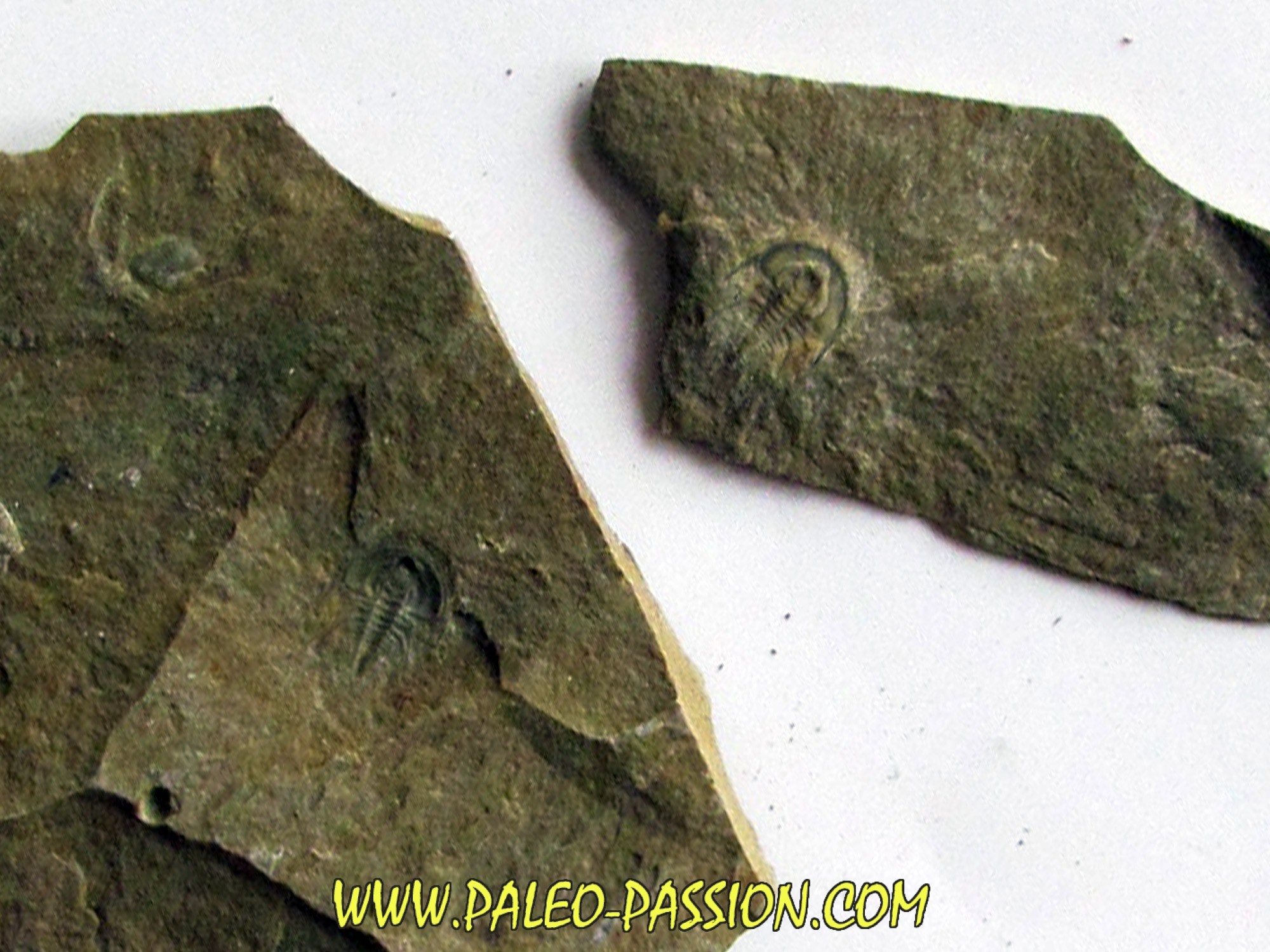 Olenellus Gilberti (2) - Paleo-Passion