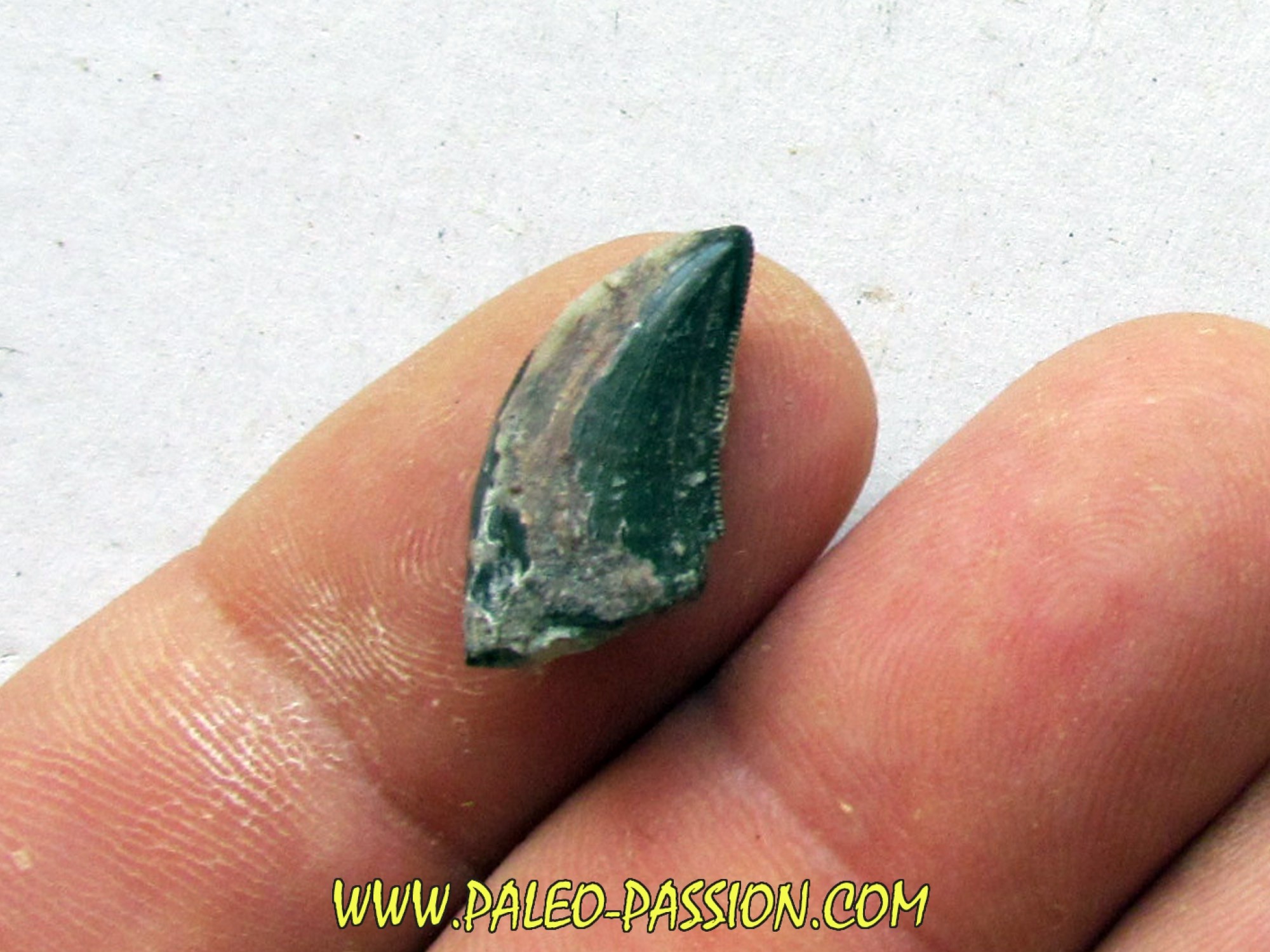 dinosaur tooth raptor: dromaeosaurus (1) - Paleo-Passion