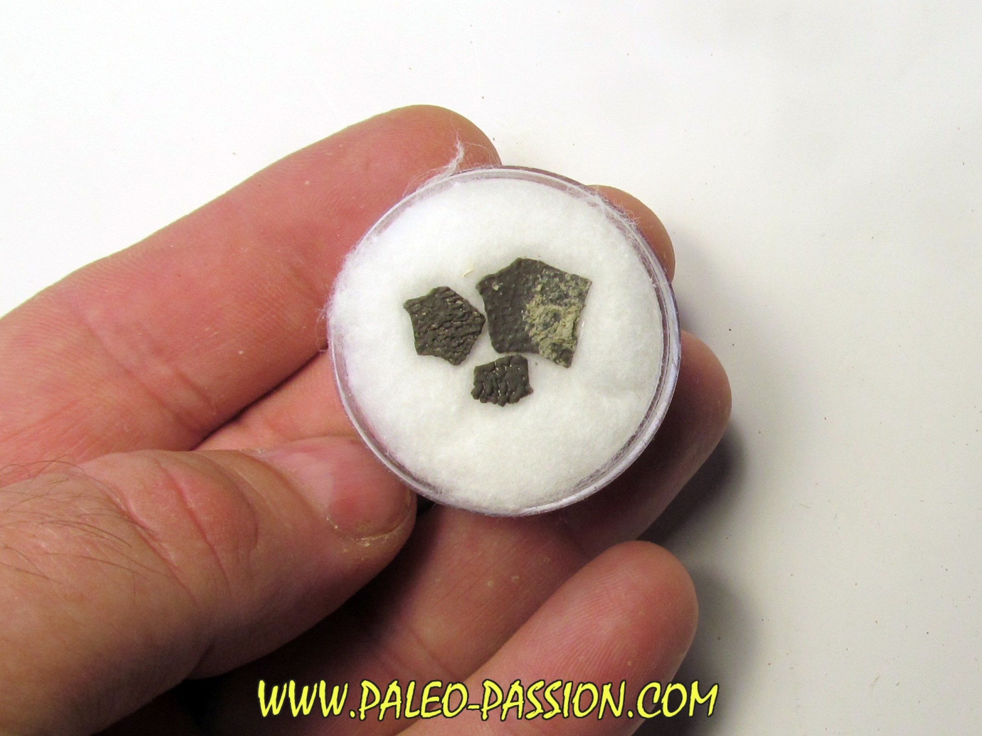 dinosaur maiasaura egg shell (4) - Paleo-Passion