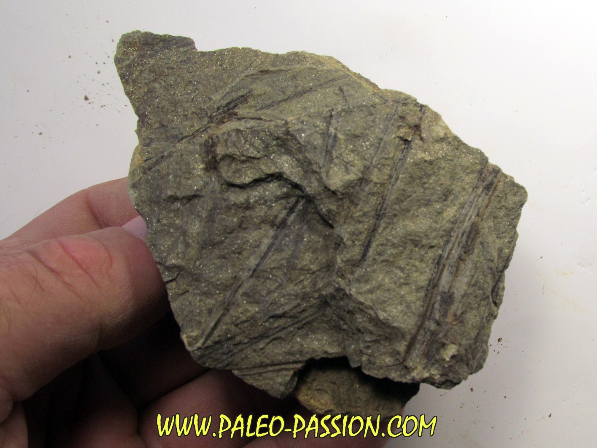RARE rhacophyton condrusorum du DEVONIEN (3) - Paleo-Passion