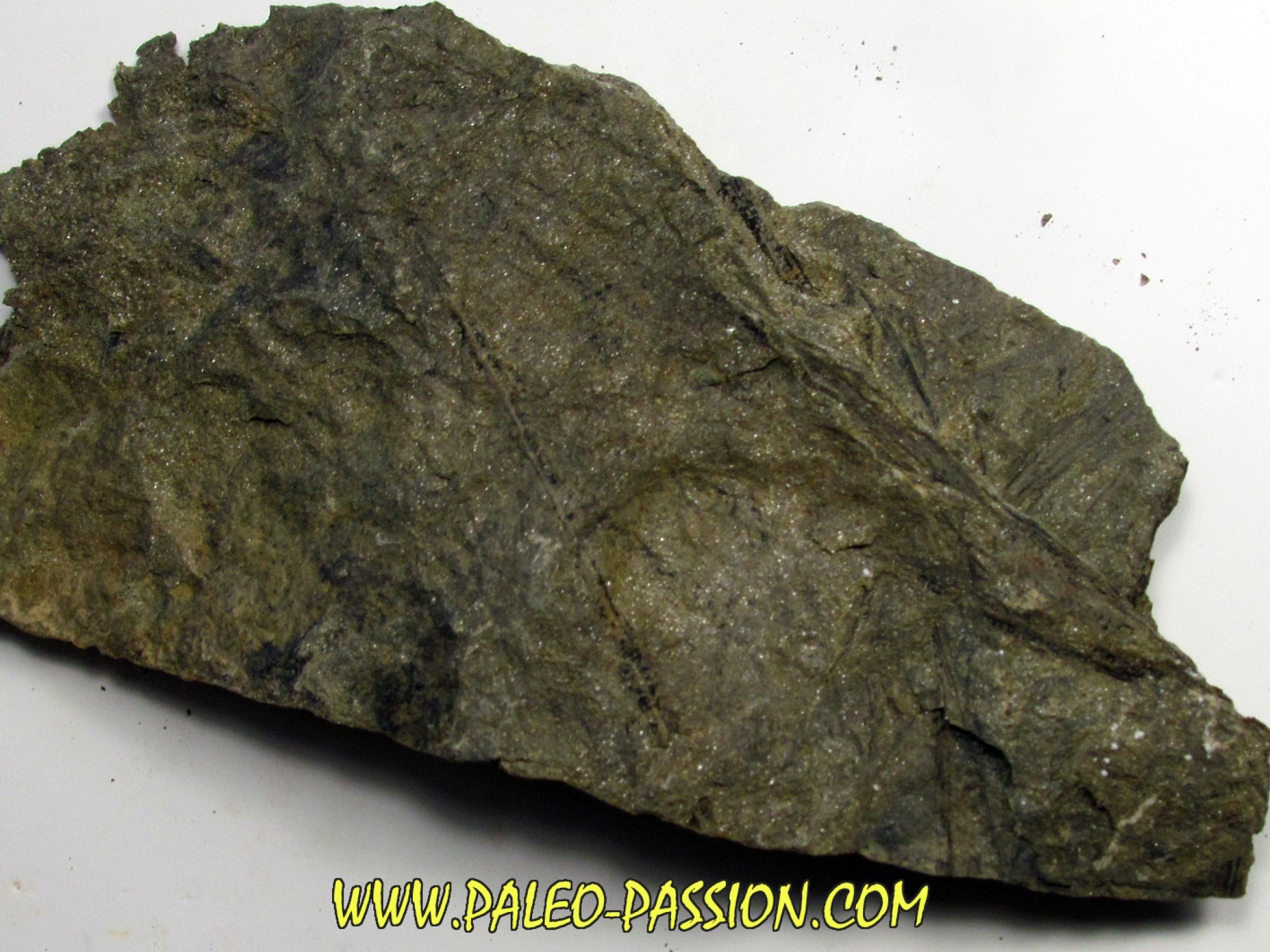 RARE rhacophyton condrusorum du DEVONIEN (5) - Paleo-Passion