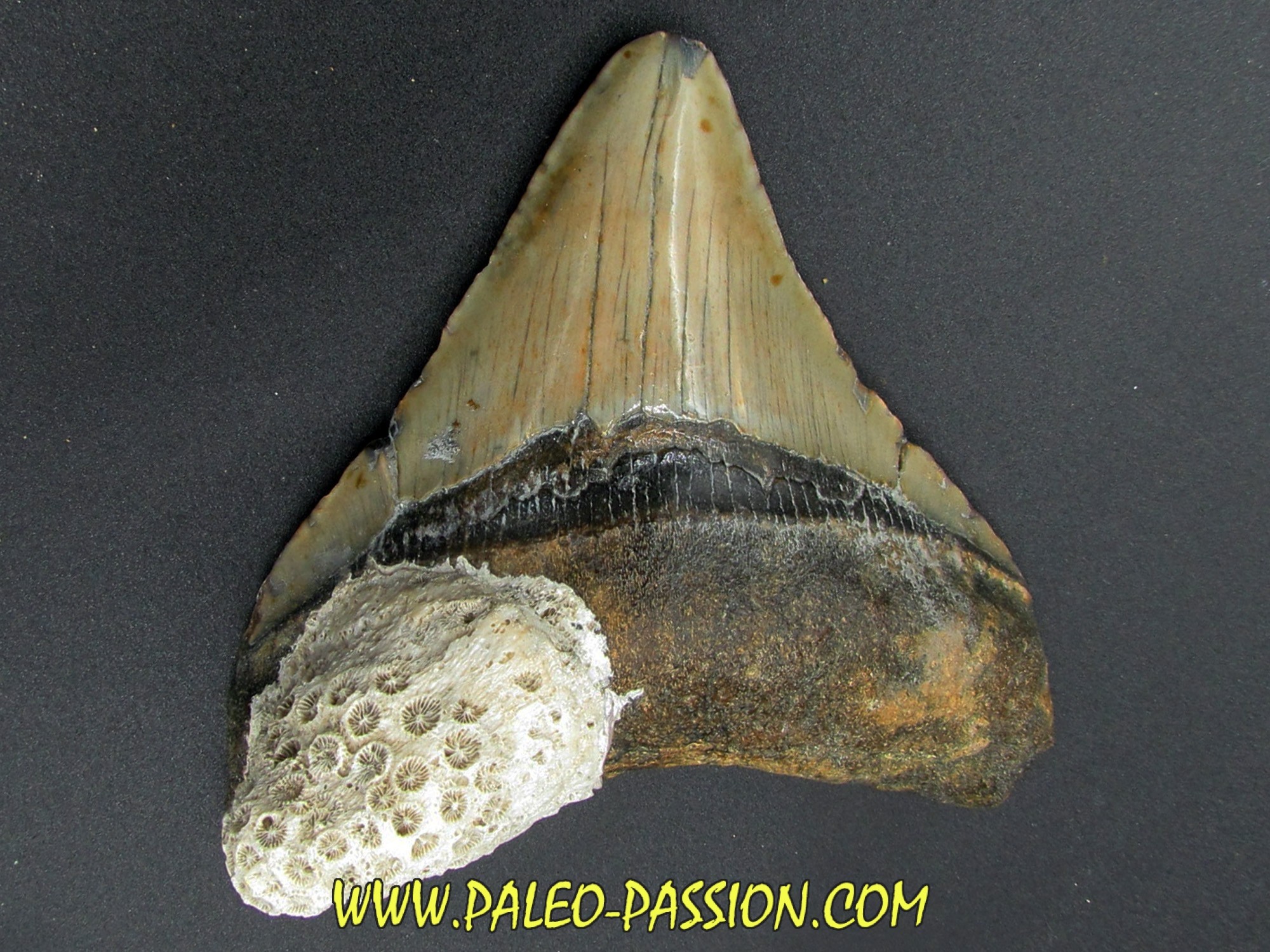 carcharodon-megalodon