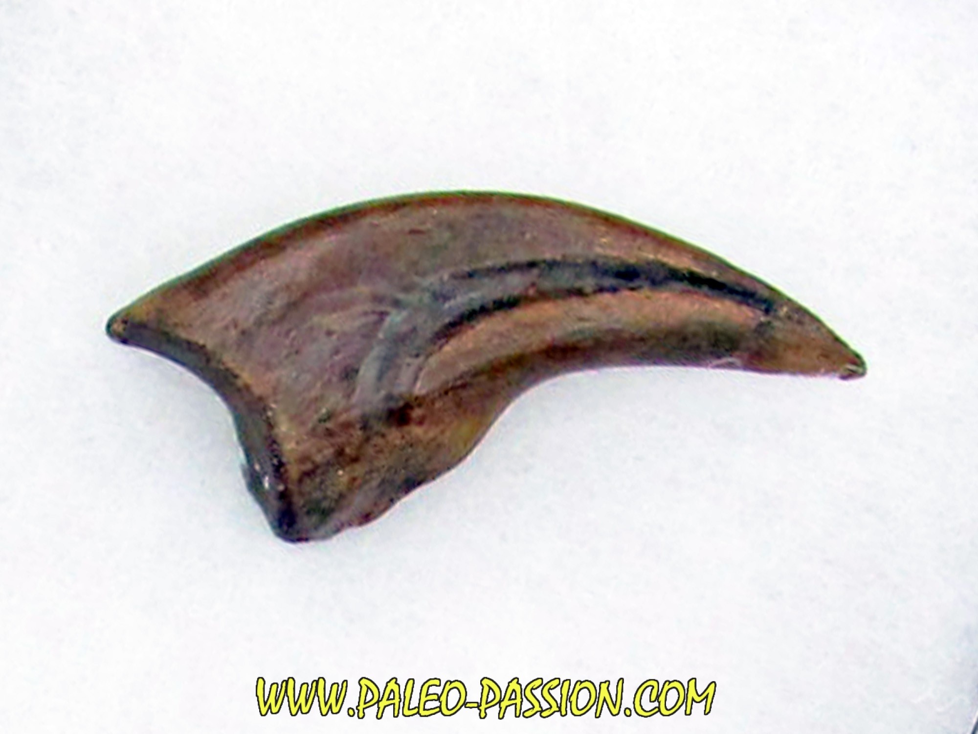 dinosaure-claw-oviraptor-chirostenotes-pergracilis