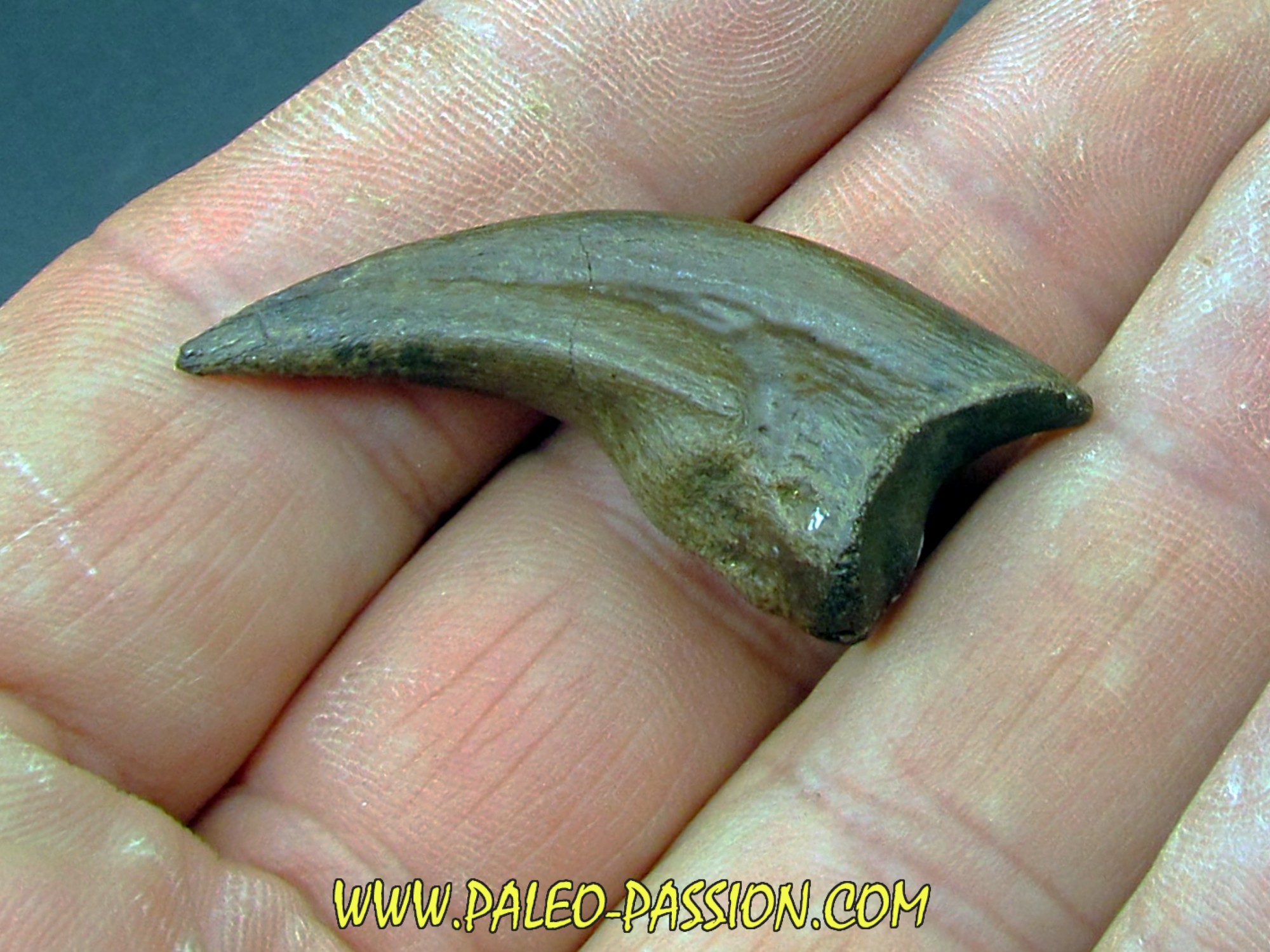 dinosaure-claw-oviraptor-chirostenotes-pergracilis