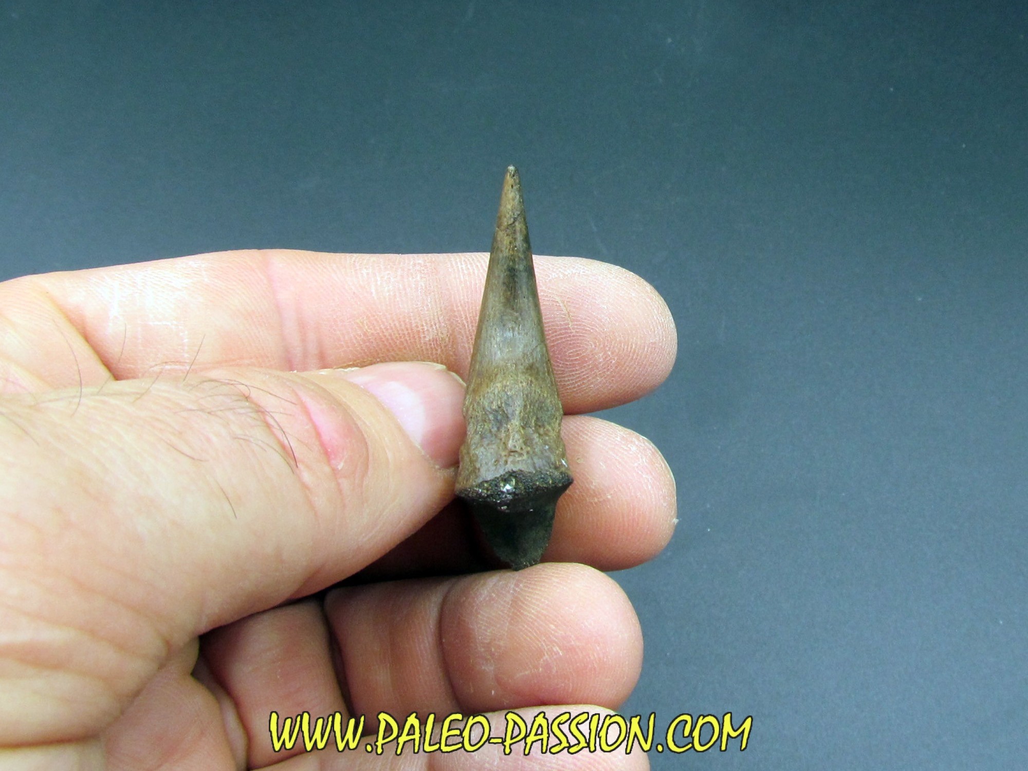 dinosaure-claw-oviraptor-chirostenotes-pergracilis