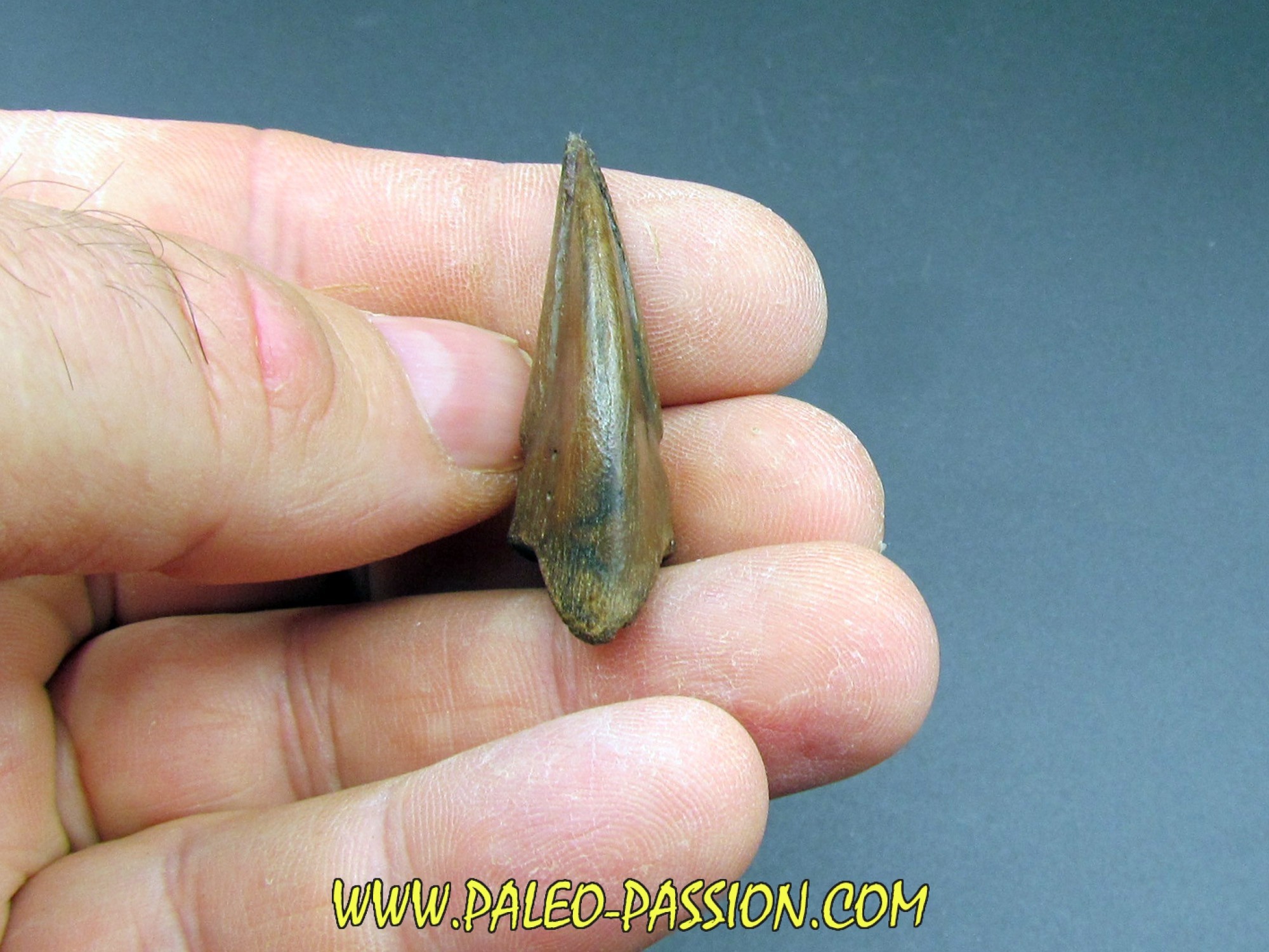 dinosaure-claw-oviraptor-chirostenotes-pergracilis