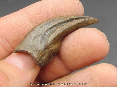 dinosaure-claw-oviraptor-chirostenotes-pergracilis