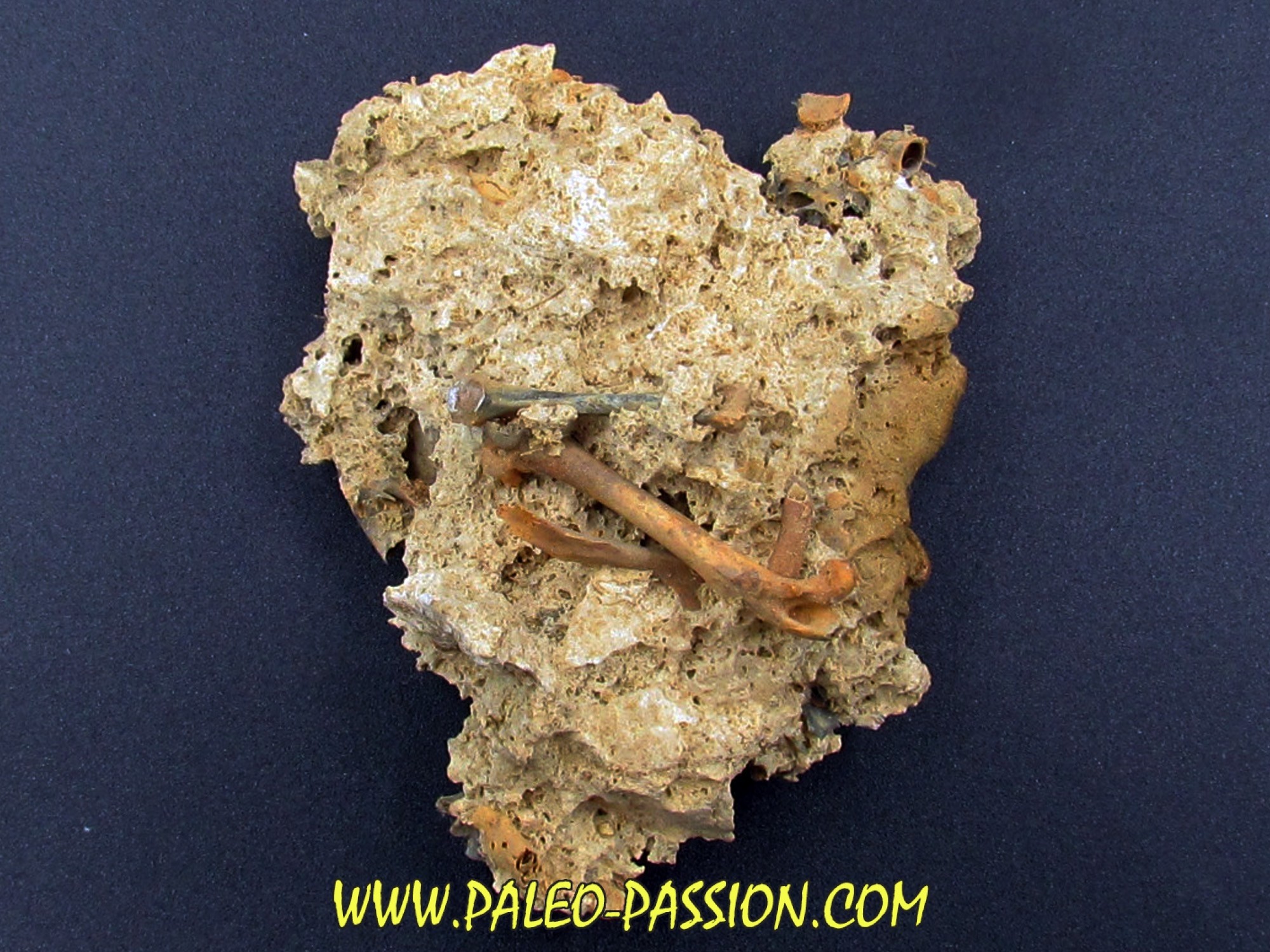 chiroptera-sp-bones-and-skull