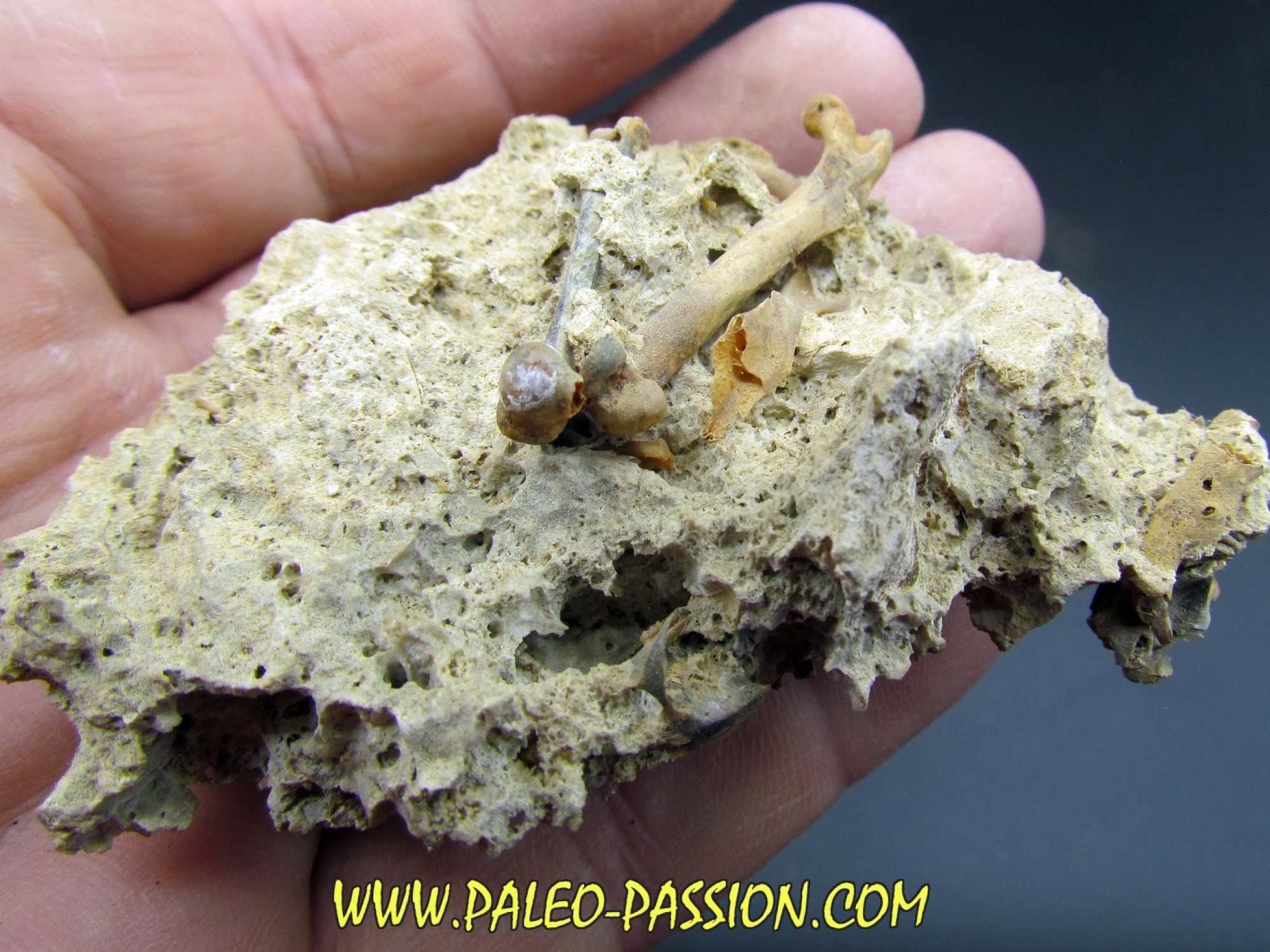 chiroptera-sp-bones-and-skull