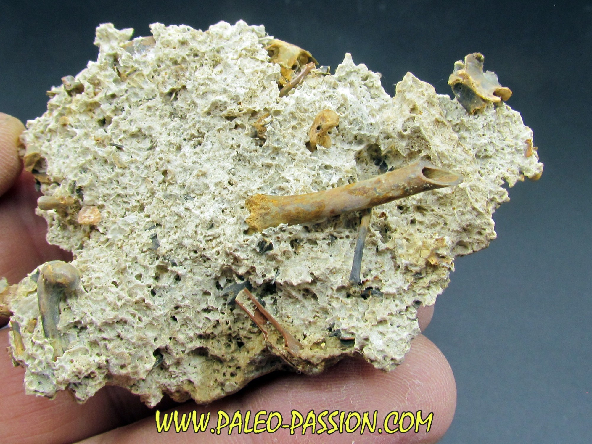 chiroptera-sp-bones-and-skull