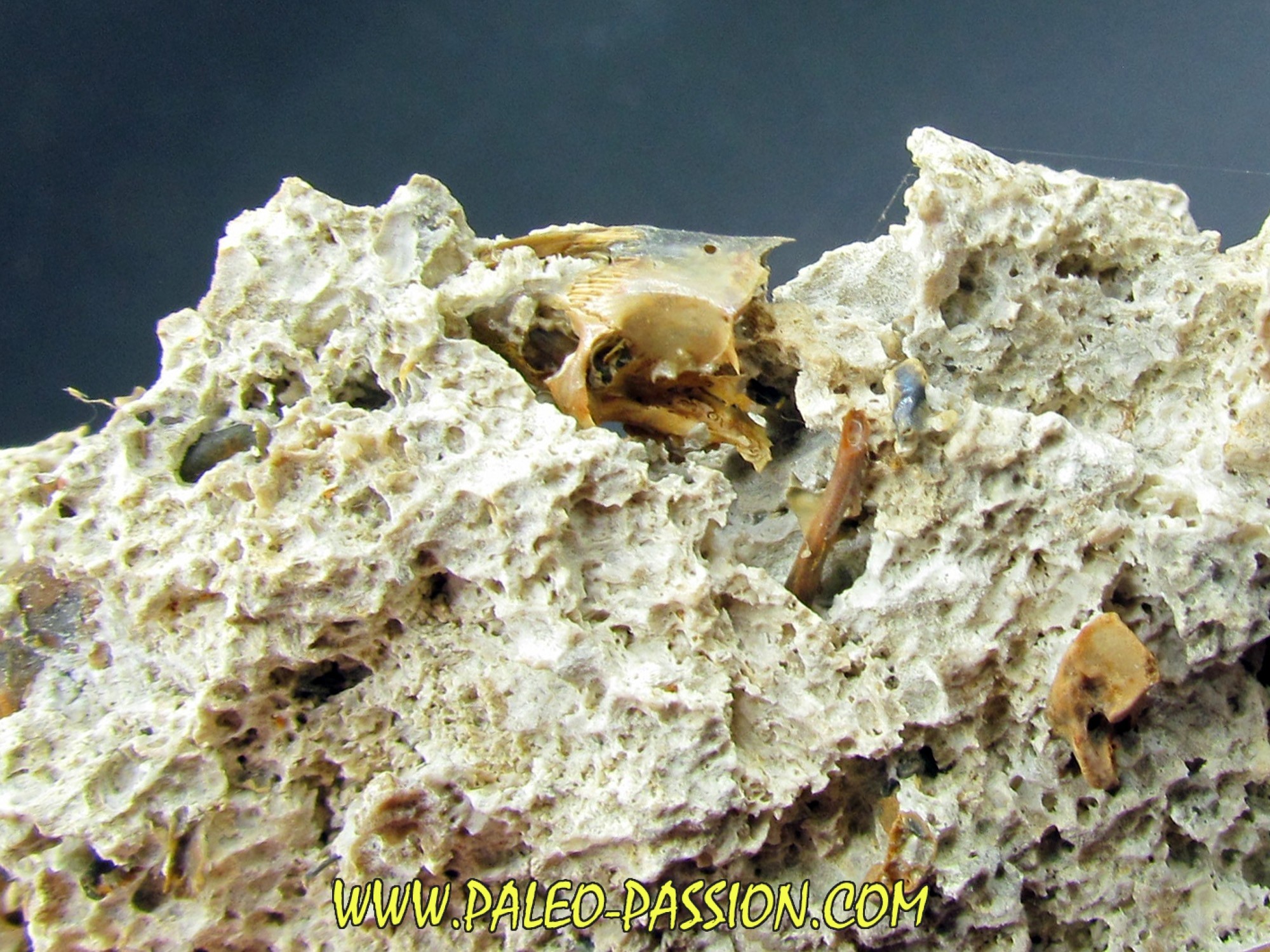 chiroptera-sp-bones-and-skull