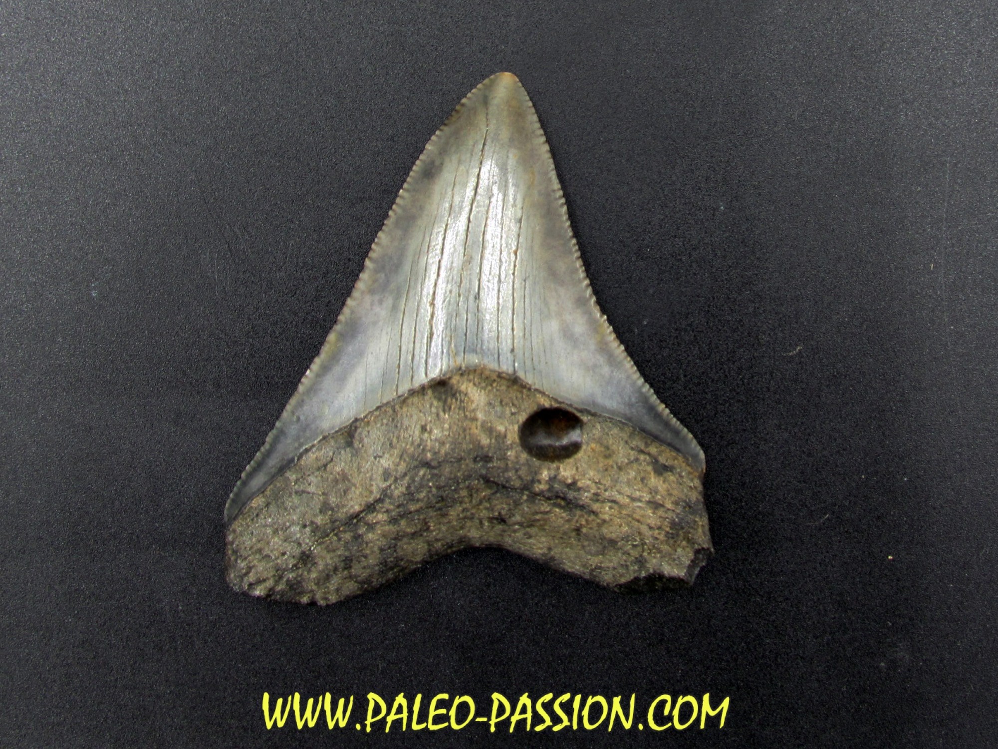 carcharodon-megalodon