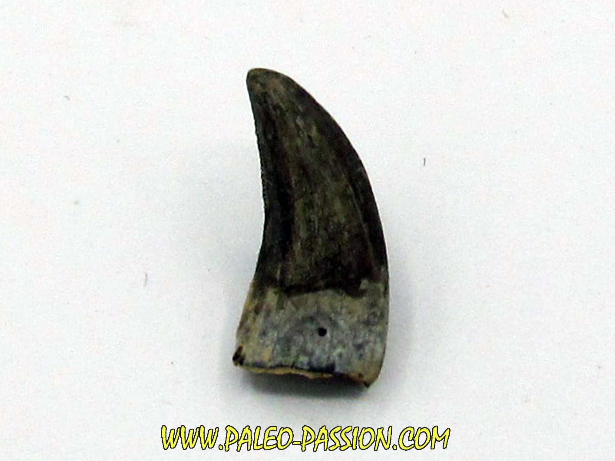 dinosaur-tooth-paronychodon-lacustris