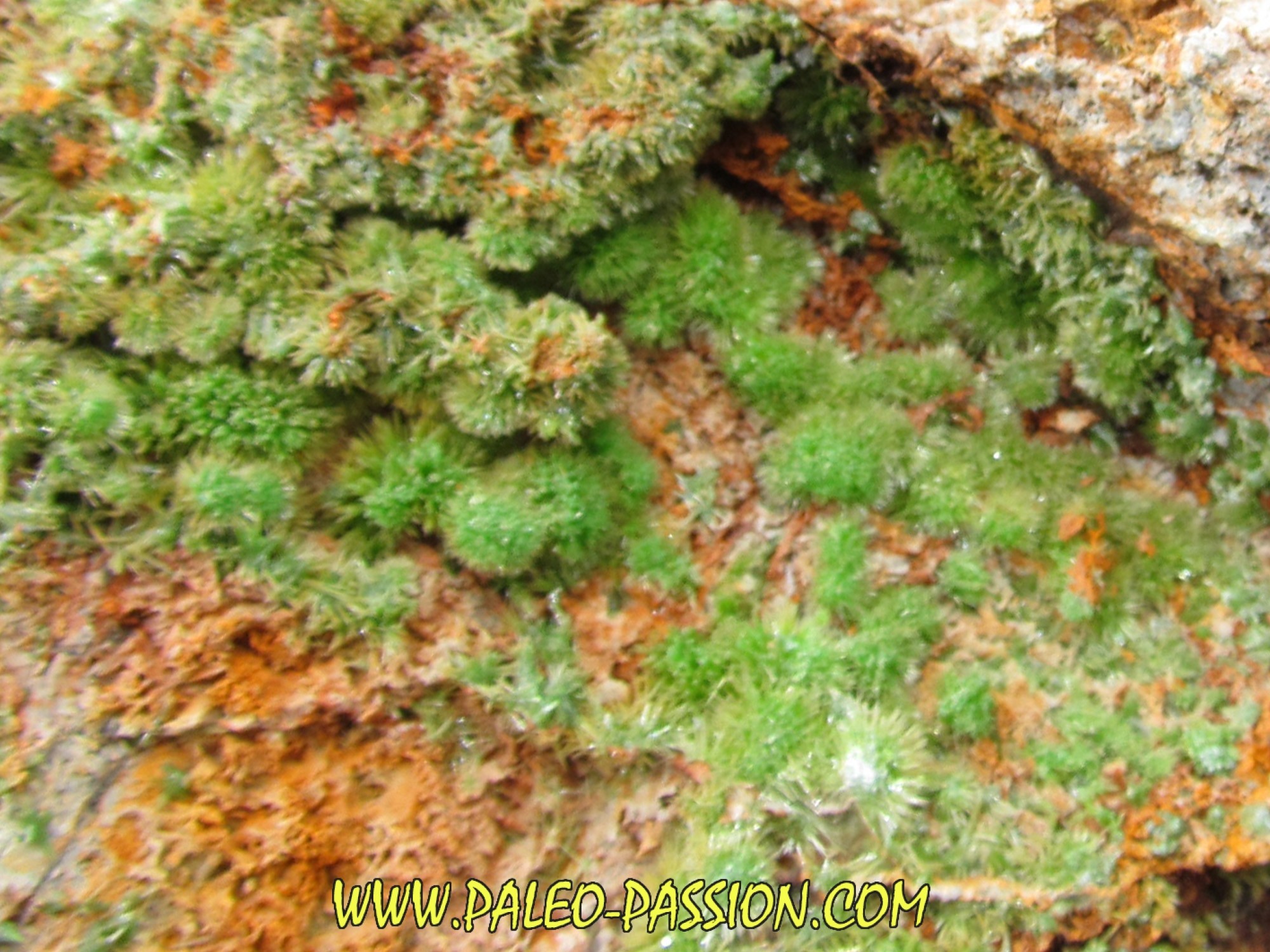 pyromorphite-de-saint-salvy pyromorphite-de-saint-salvy