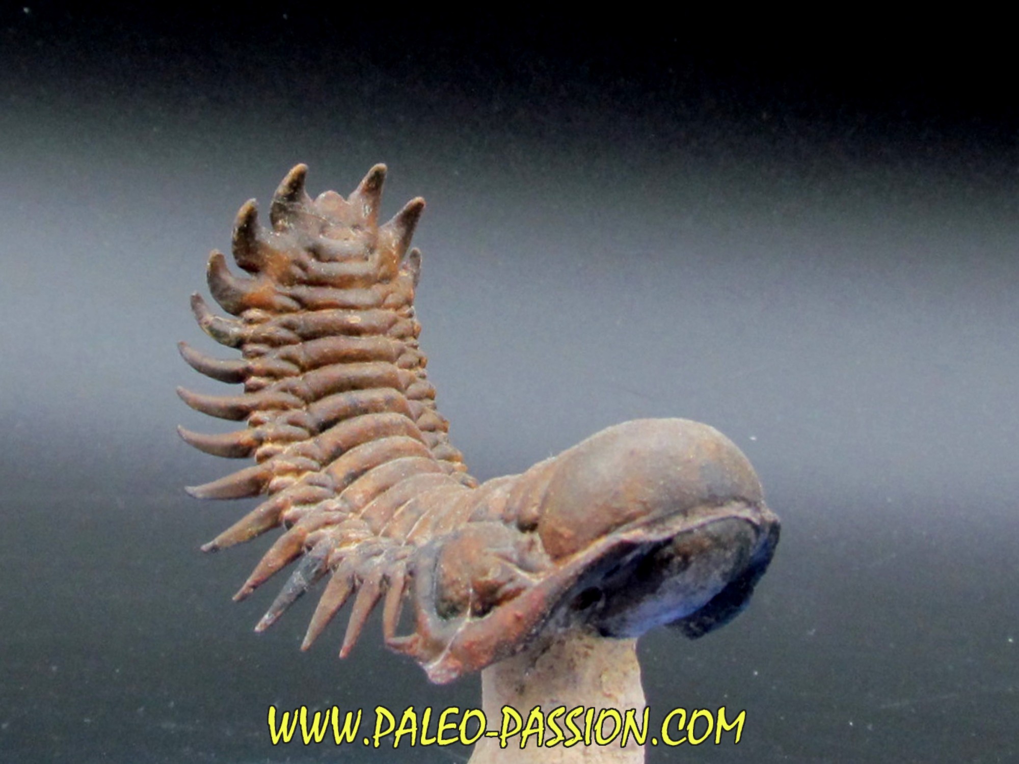 crotalocephalus-gibbus