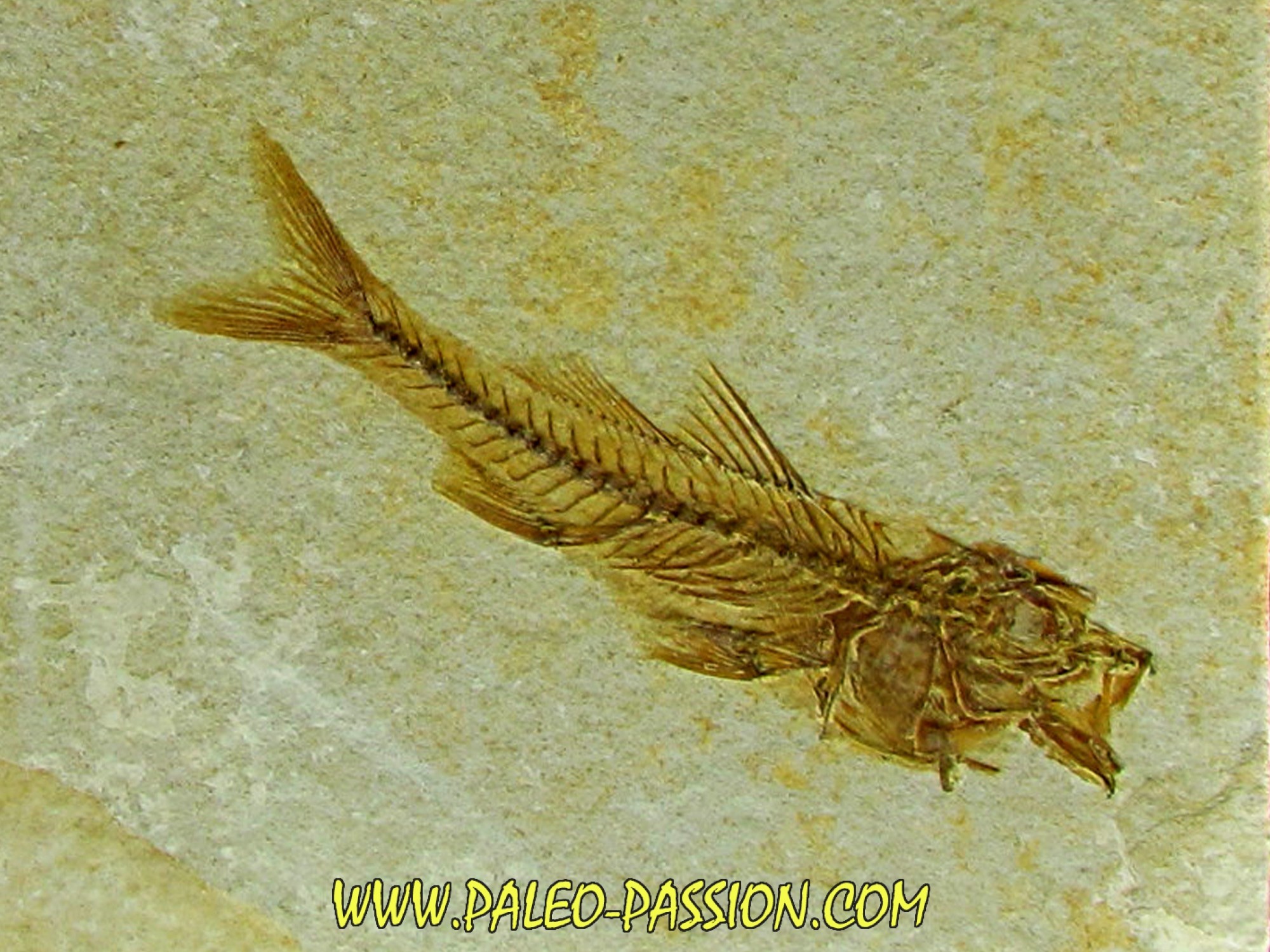 dapalis-macrurus
