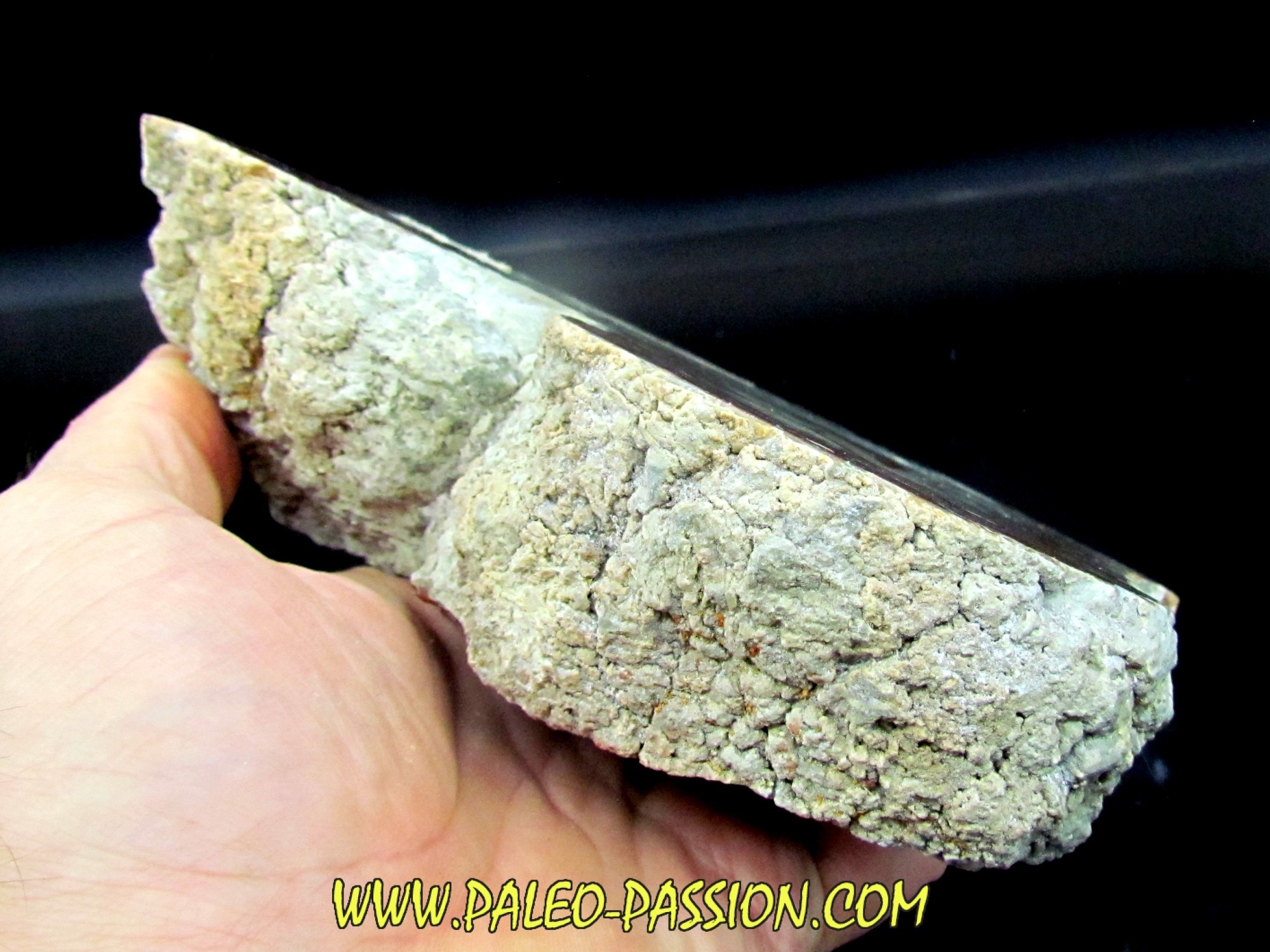 coprolithe-de-dinosaure-jurassique-morrison-formation