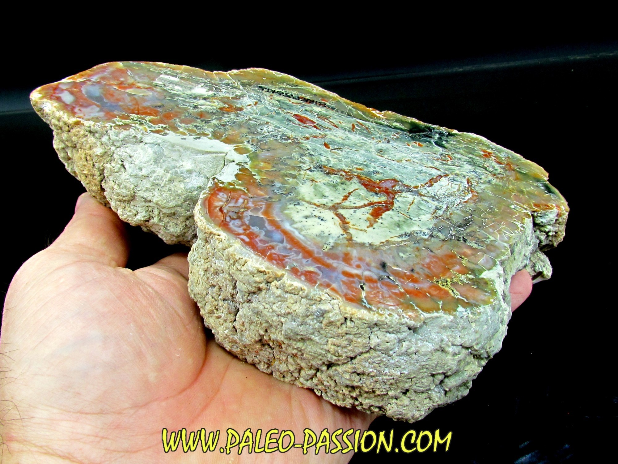 coprolithe-de-dinosaure-jurassique-morrison-formation