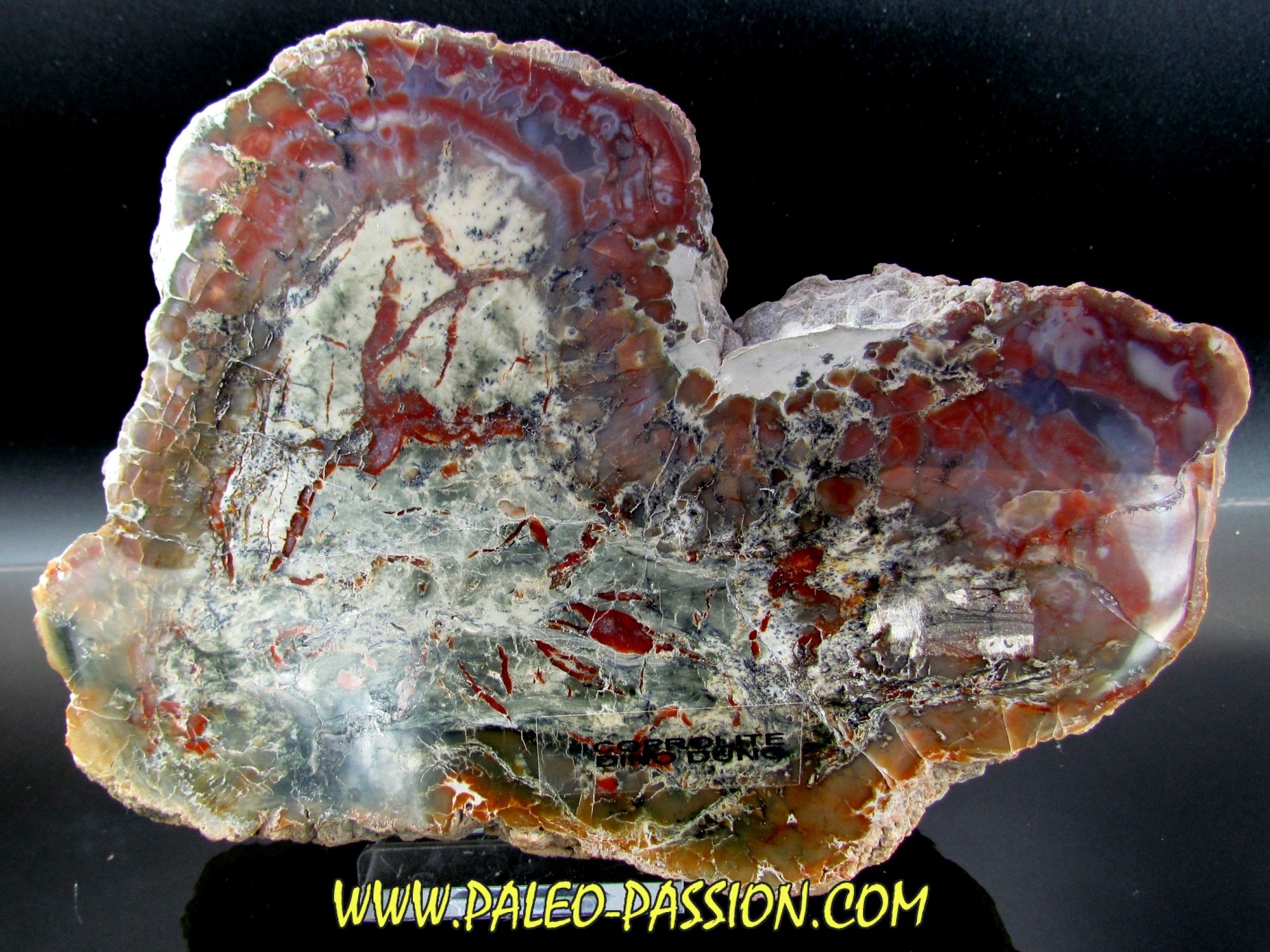 dinosaur-coprolithe-jurassic-morrison-formation