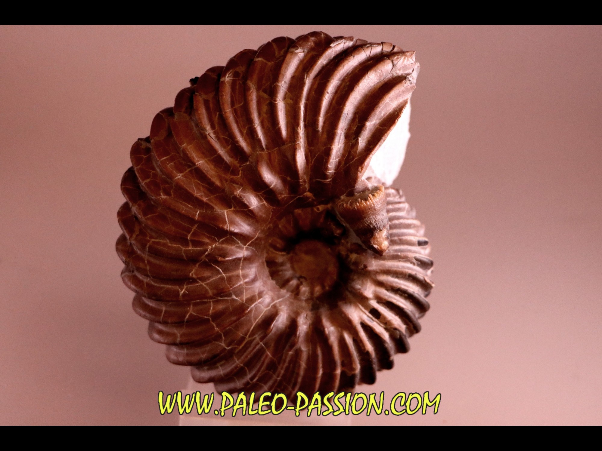 hoplites-dentatus-et-trochocyathus