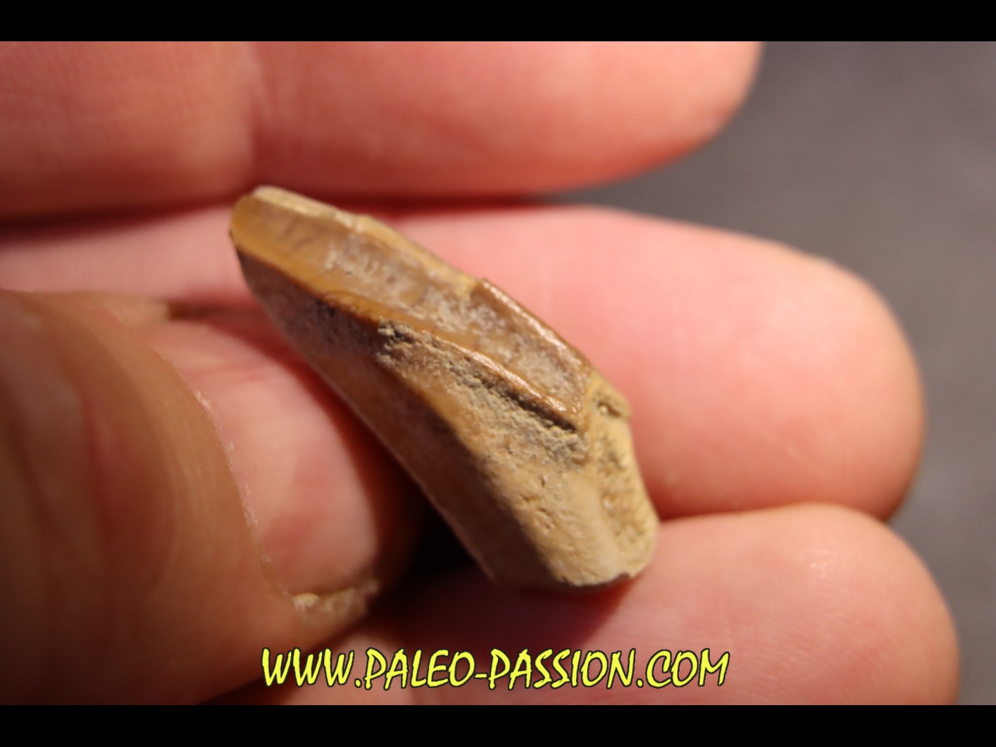 hadrosaure-edmontosaurus-anneltens