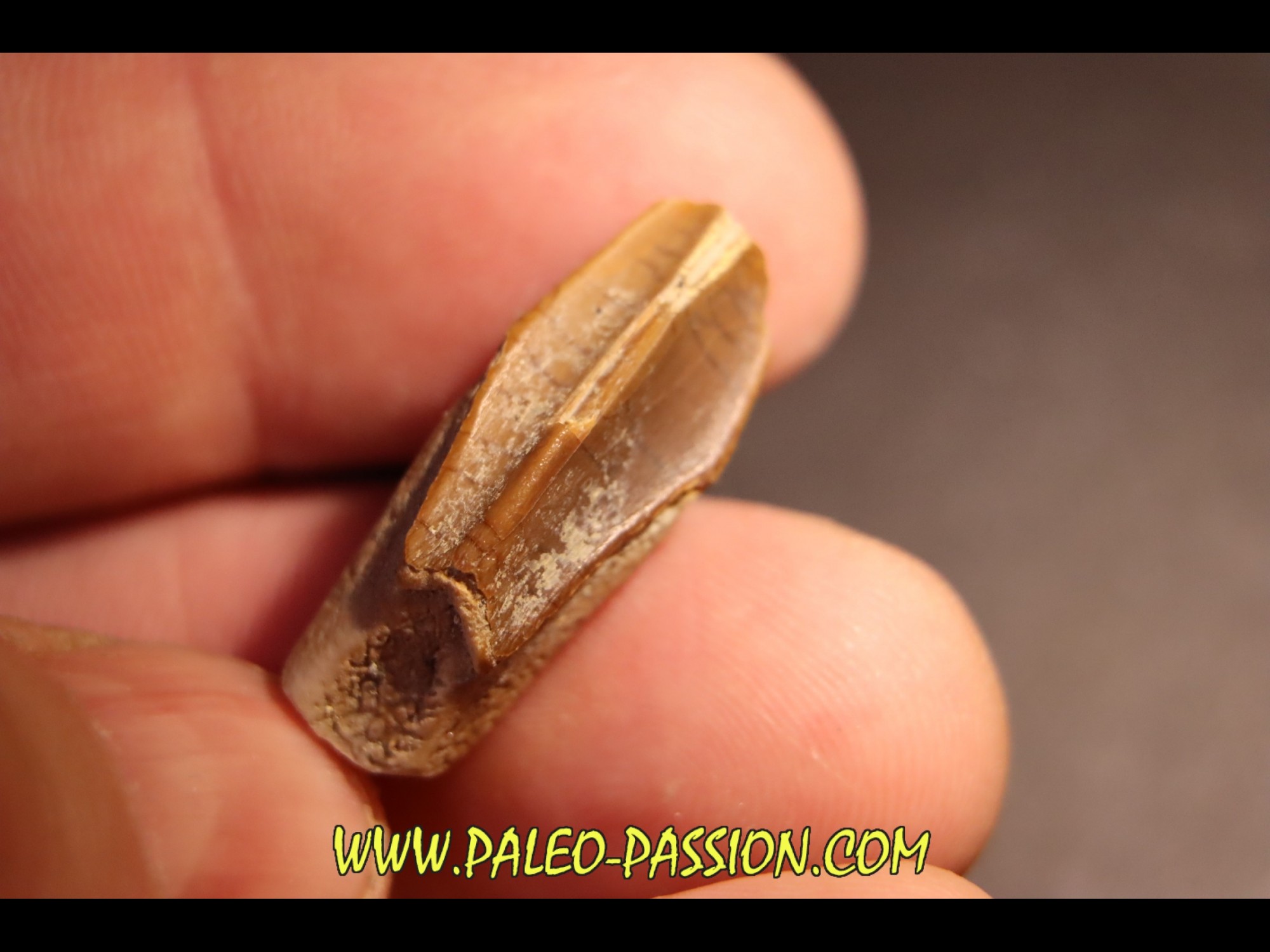 hadrosaure-edmontosaurus-anneltens