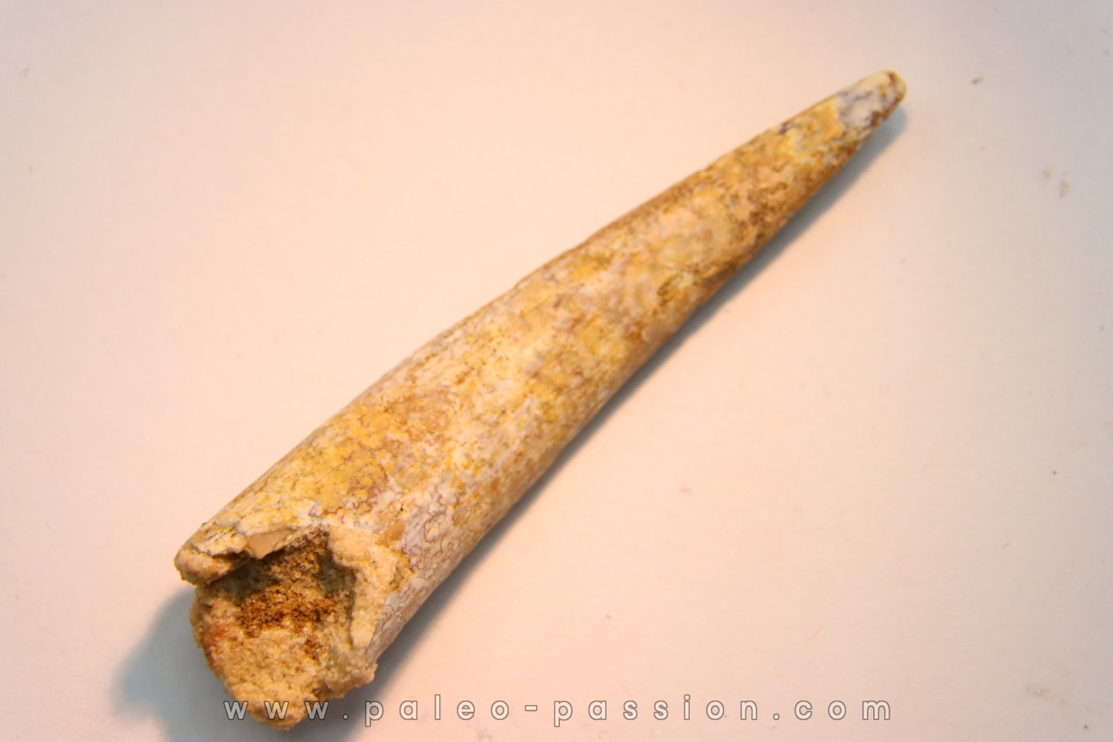 pterosaure bone: Alcione elainus (3)